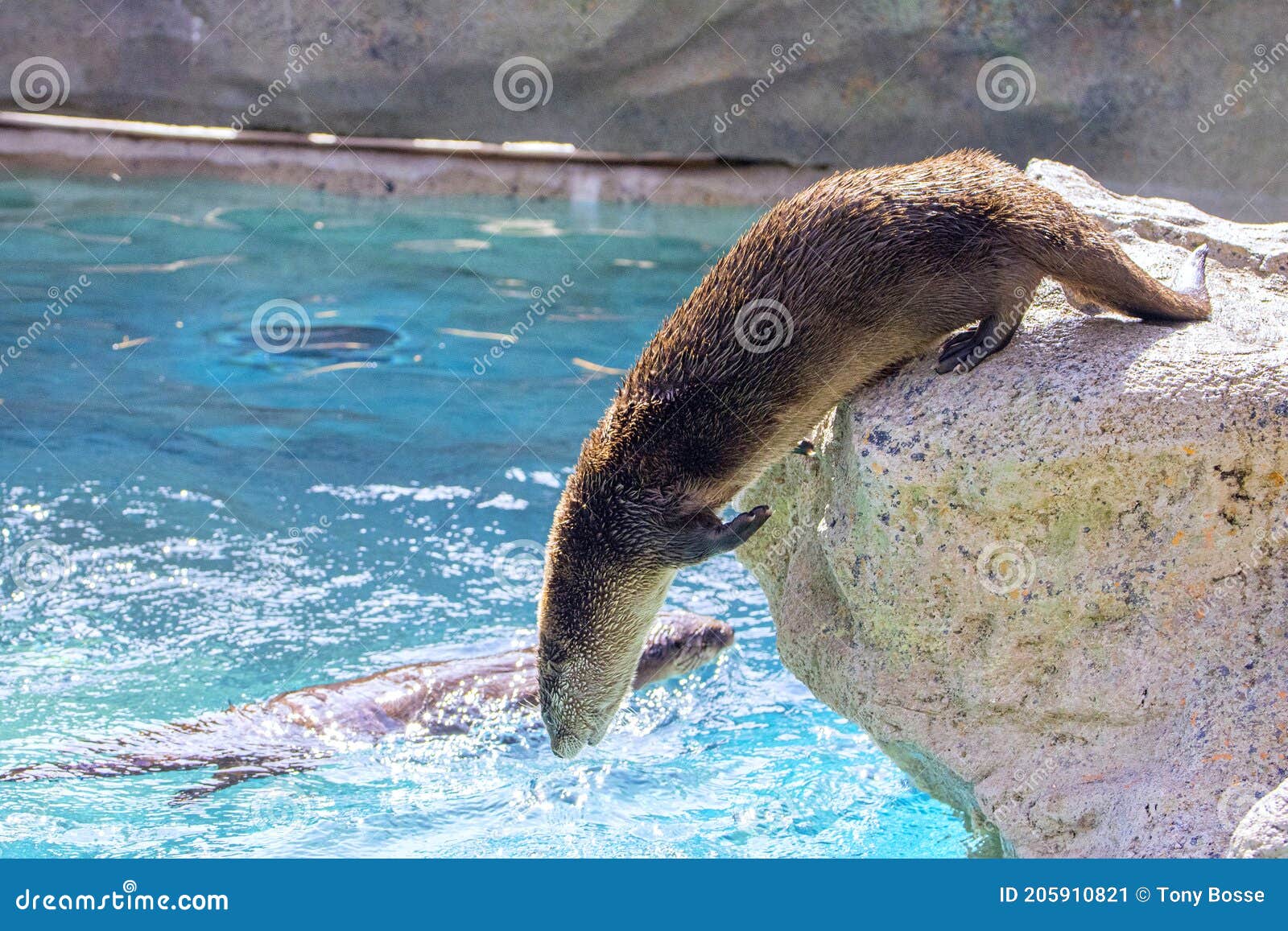 141 Otter Diving Photos - Free & Royalty-Free Stock Photos from Dreamstime