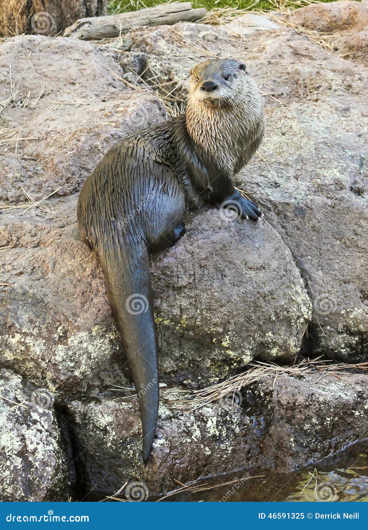 A River Otter Dries Out on a Rock Stock Image - Image of aquatic, nose ...