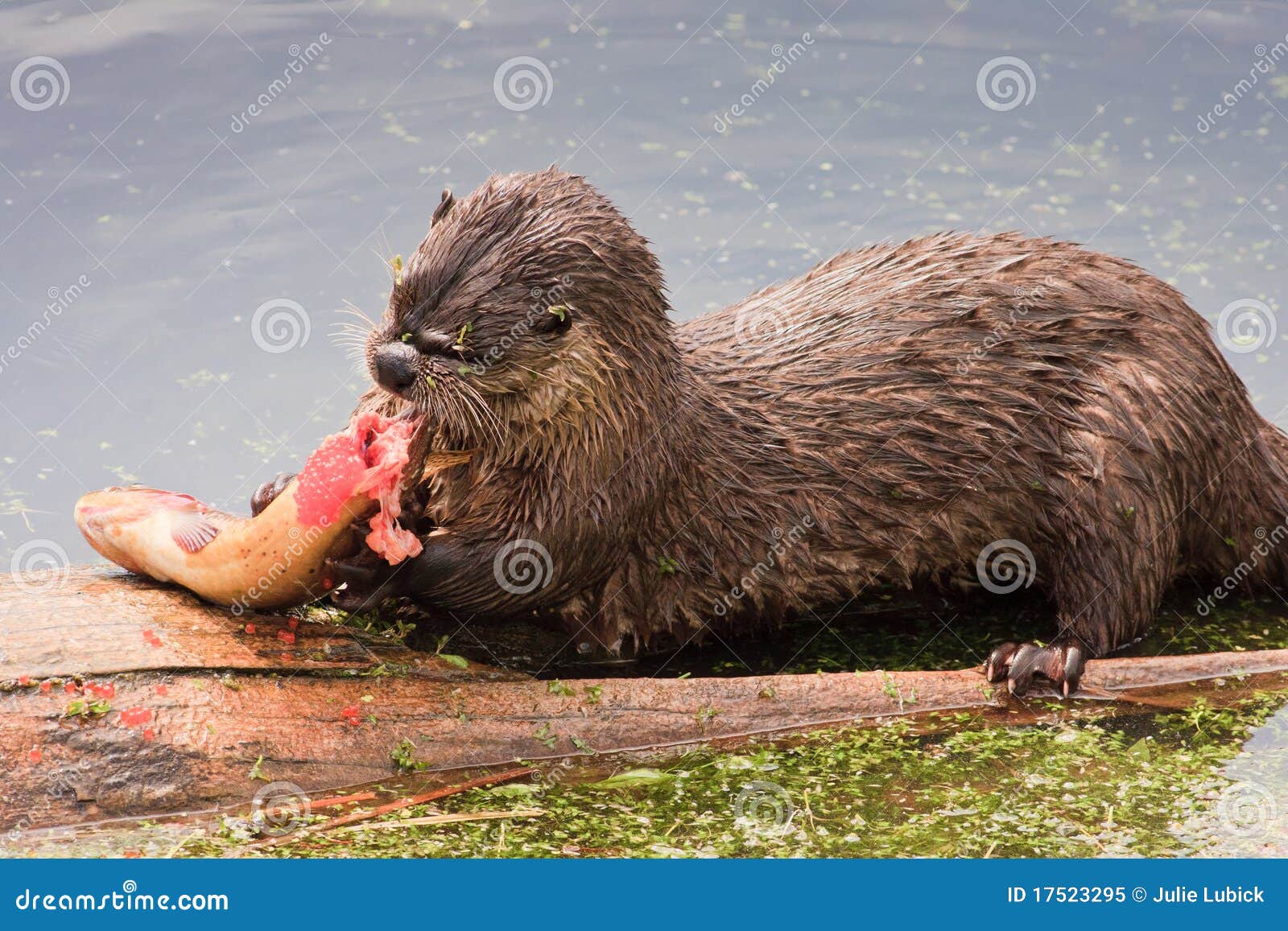 River Otter Feeding on Trout, Yellowstone Stock Image - Image of adult ...