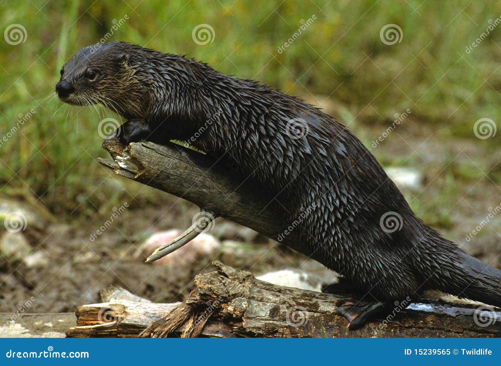 River Otter on Log stock image. Image of brown, otter - 15239565