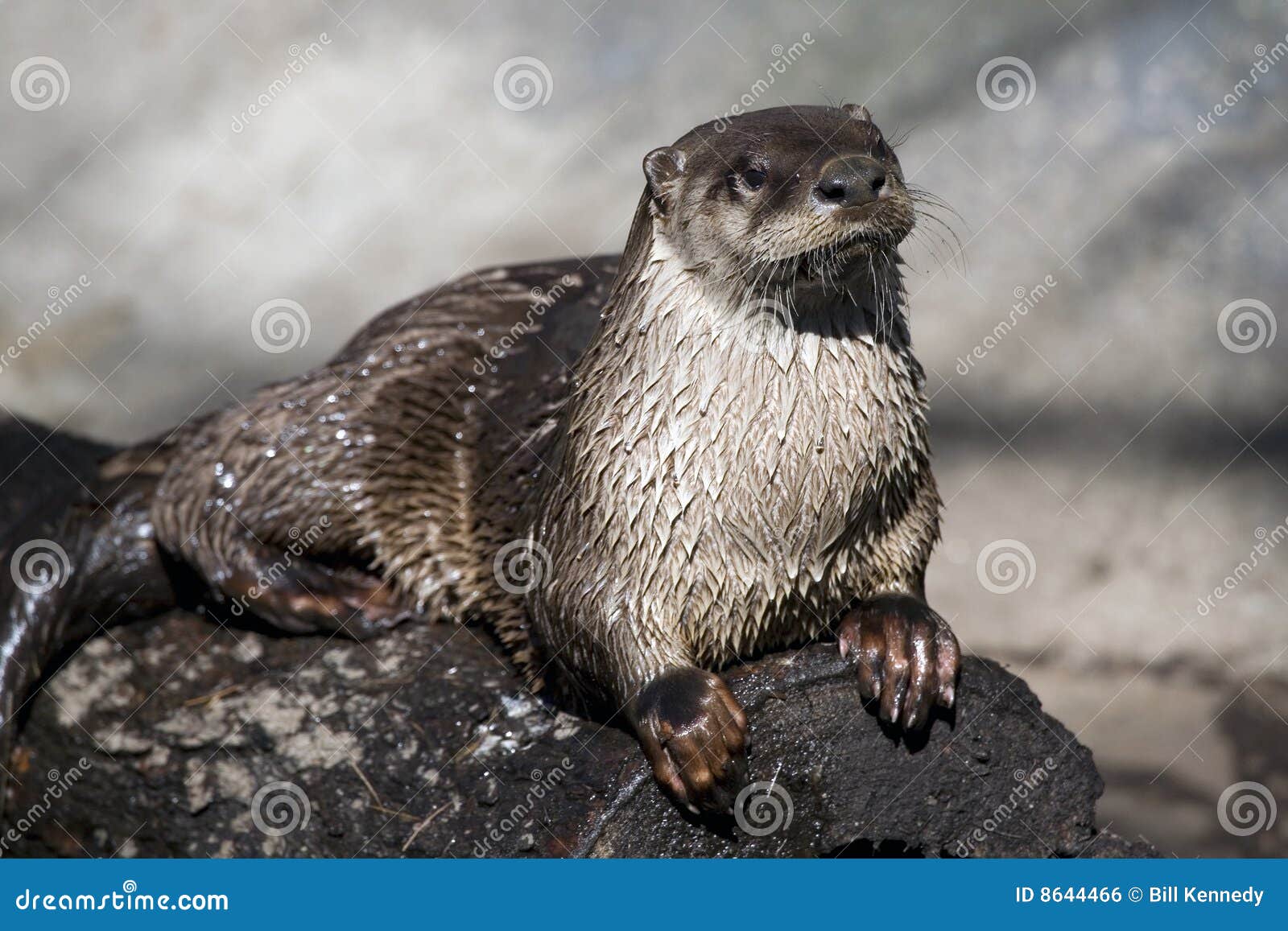 River Otter on a log stock photo. Image of animal, river - 8644466