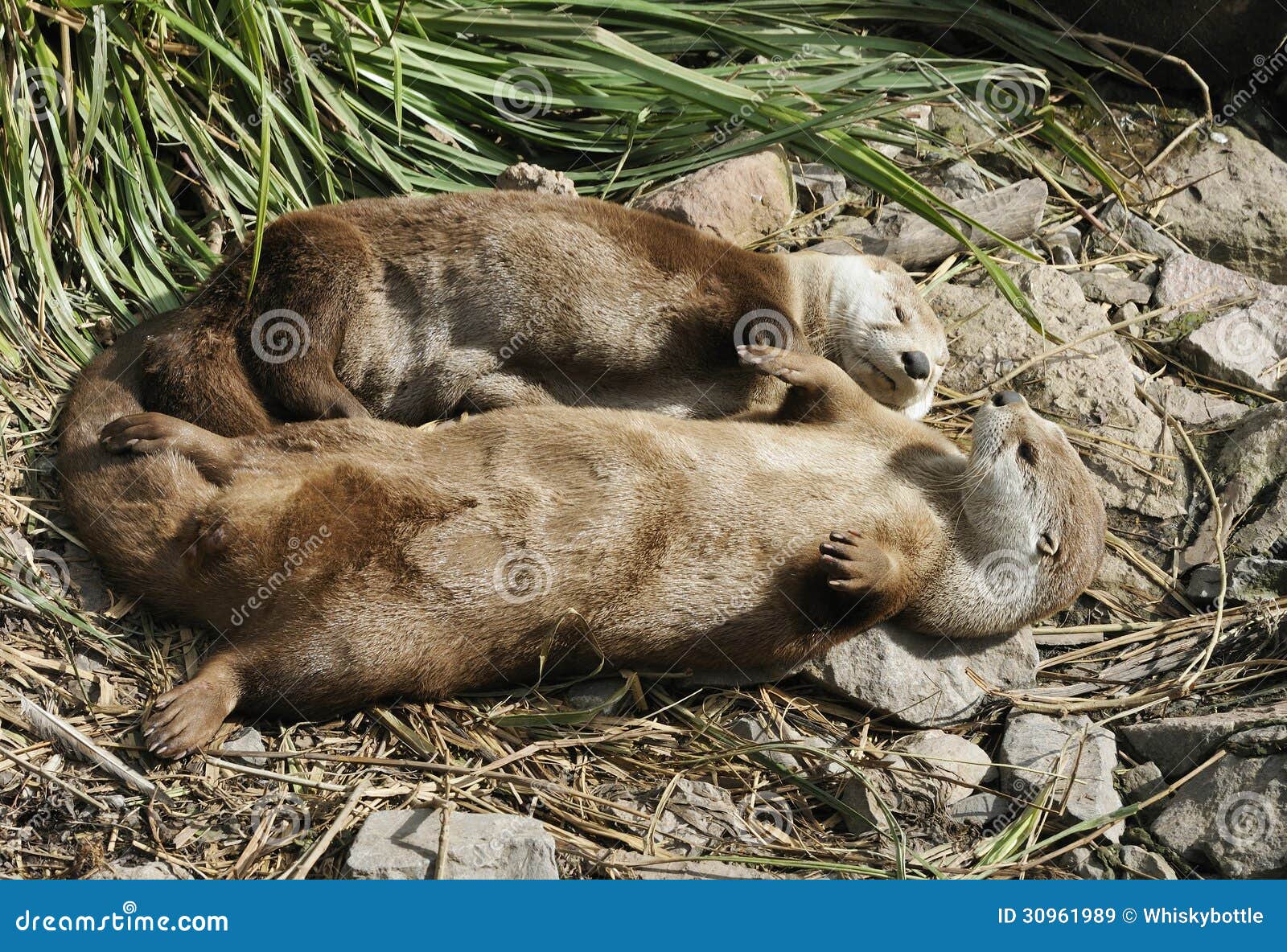 River Otters Sleeping