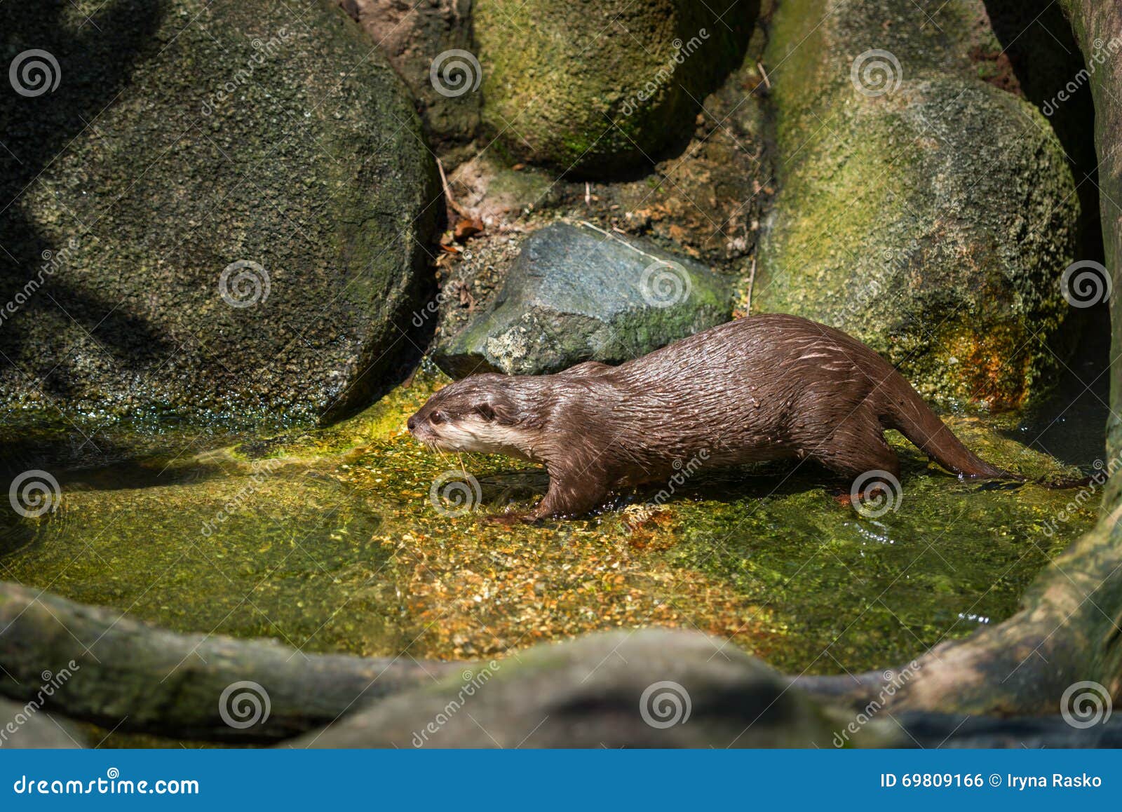 River Otter Playing in the Water Stock Photo - Image of otter, aquatic ...