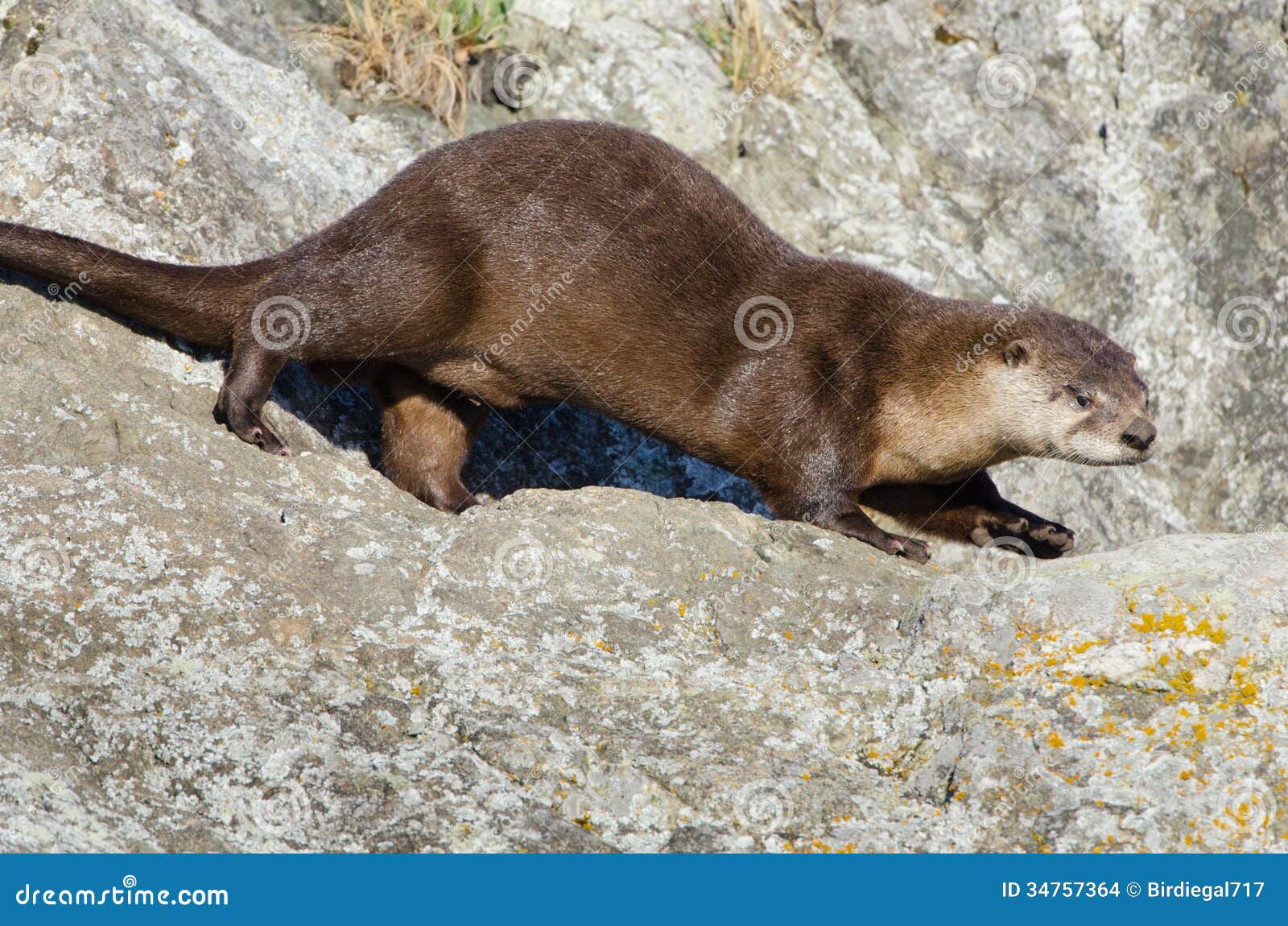 River Otter Running on a Rock Stock Photo - Image of otter, sleeping ...