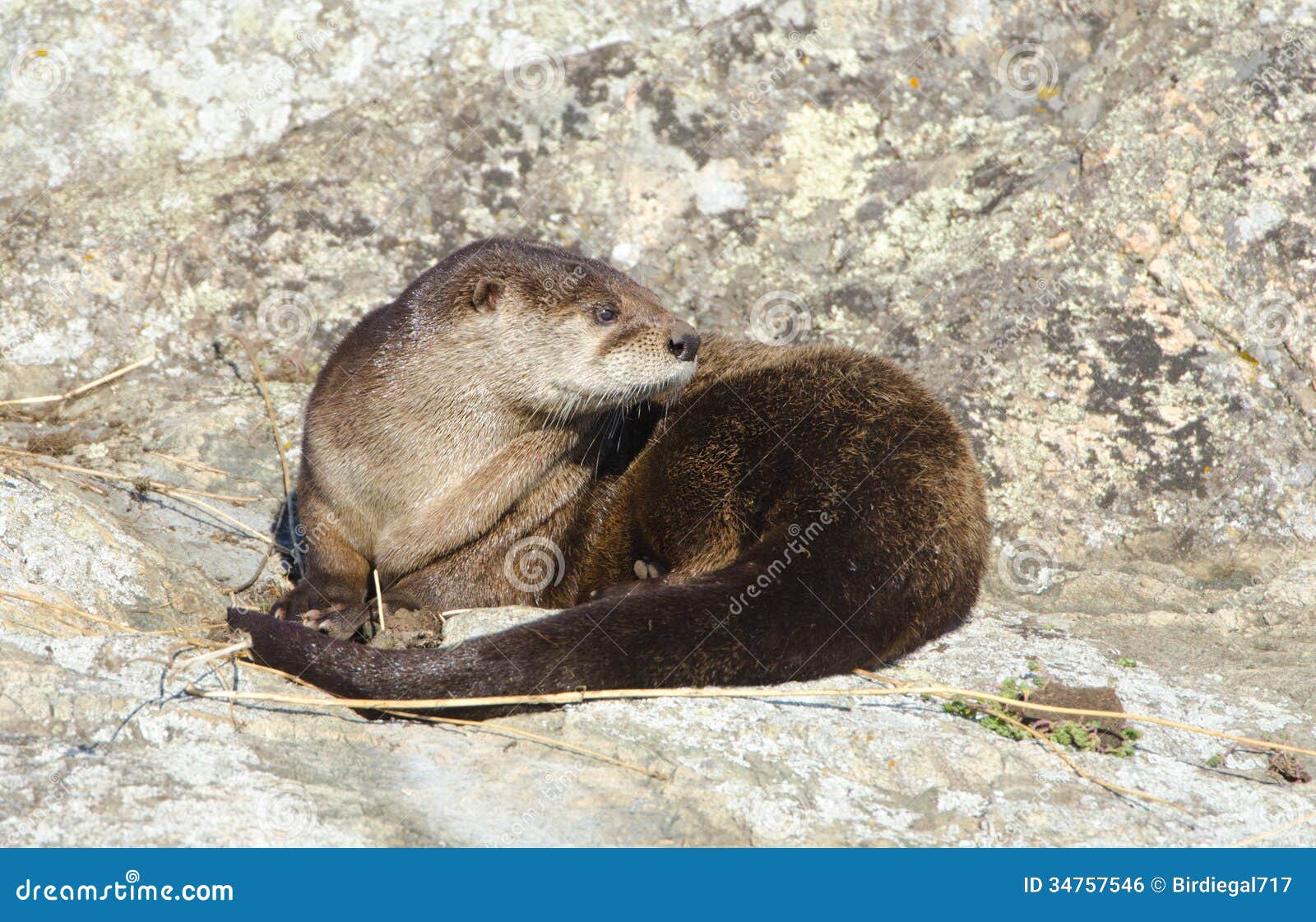 River Otter Sitting on a Rock Stock Photo - Image of wildlife, otter ...