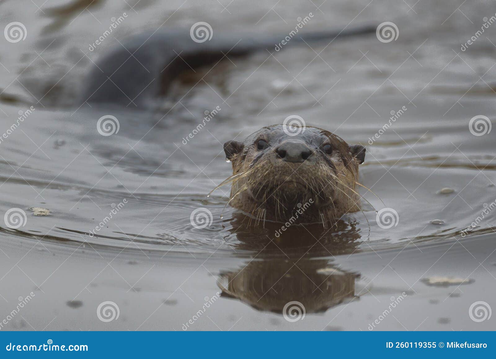 River Otter Swimming Up Stream Stock Image - Image of animals, wild ...