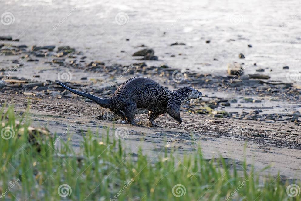 River Otter stock image. Image of river, otter, vancouver - 318909087