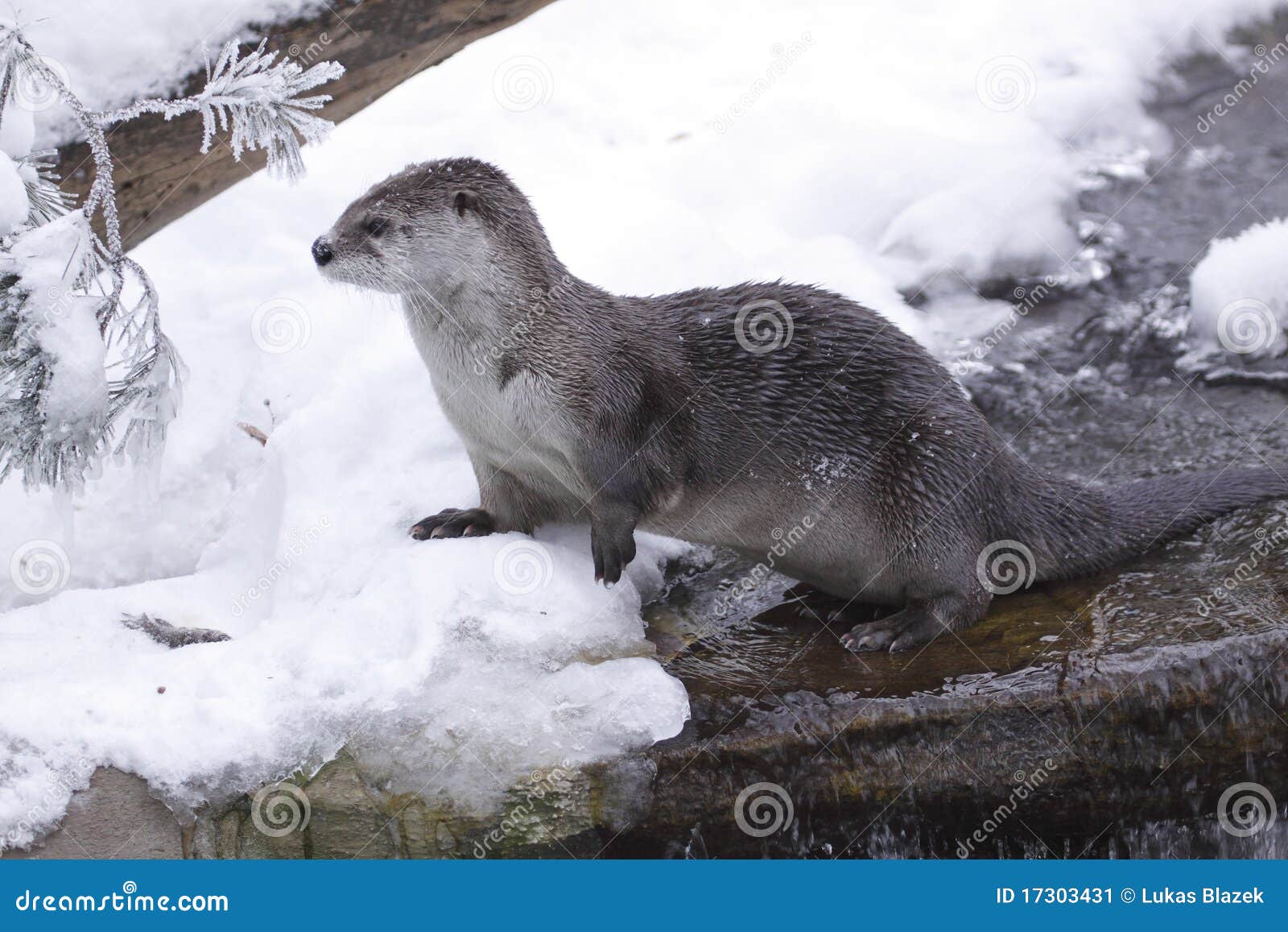 River otter in winter stock image. Image of mammal, otter - 17303431