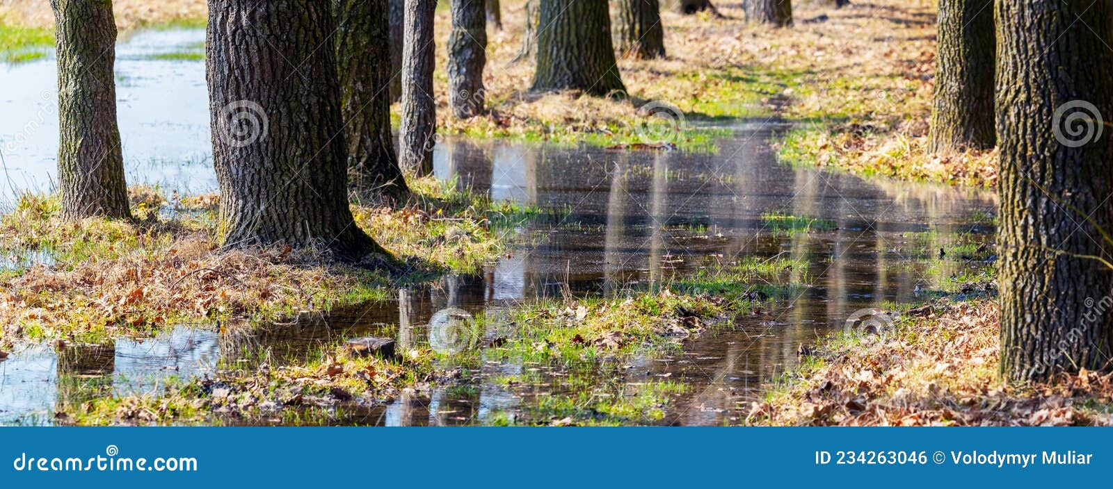 River Overflow in Spring Near the Forest, Reflection of Trees in the ...