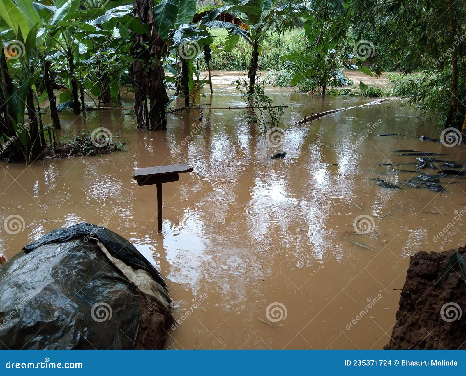 River Overflows in Sri Lanka Stock Photo - Image of animal, lanka ...