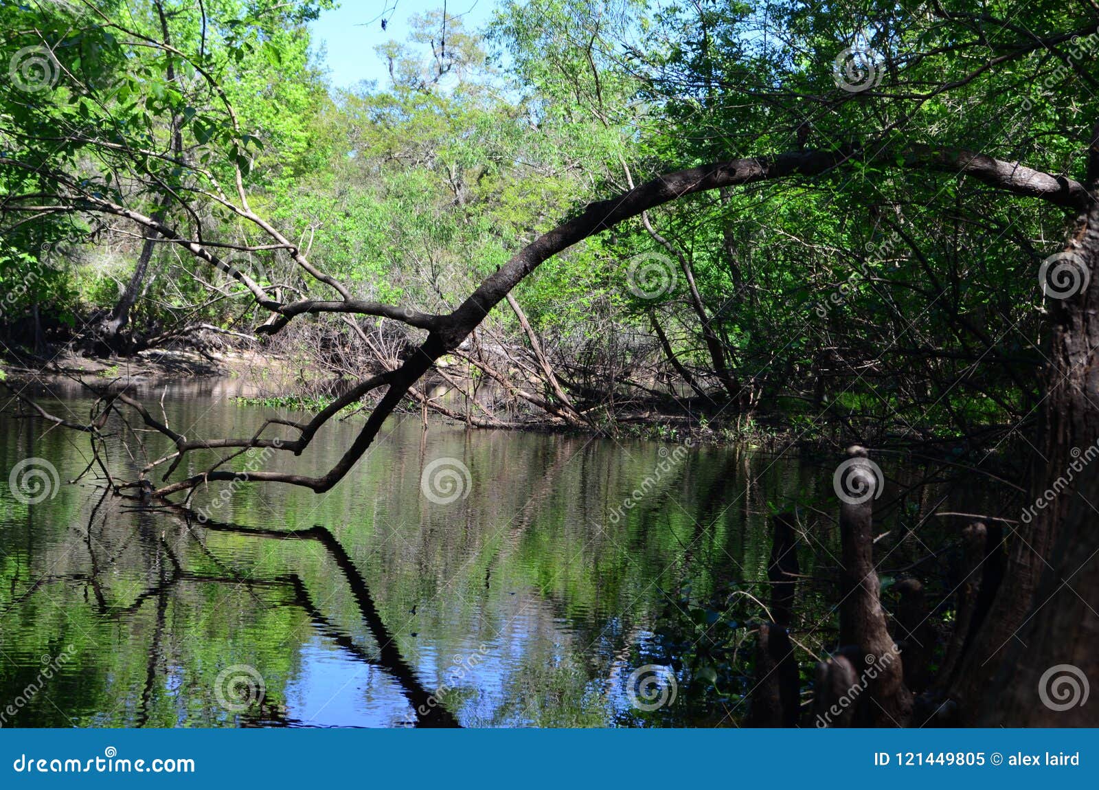 River stock image. Image of bush, limbs, nature, river - 121449805