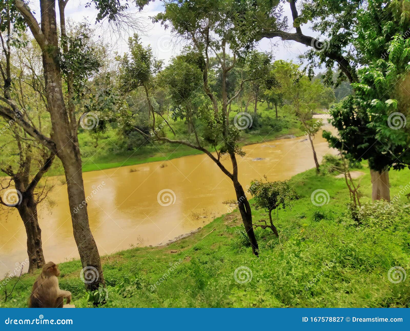 River Passing through Jangal Area ,wild Life Stock Image - Image of ...