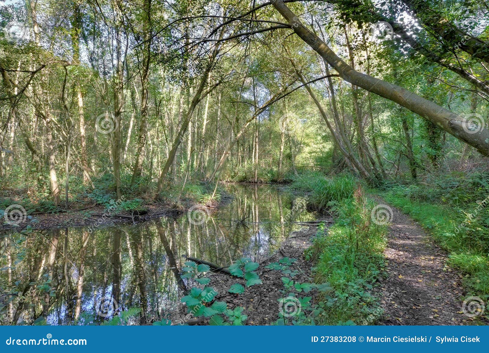 River path stock photo. Image of forest, reflection, walk - 27383208