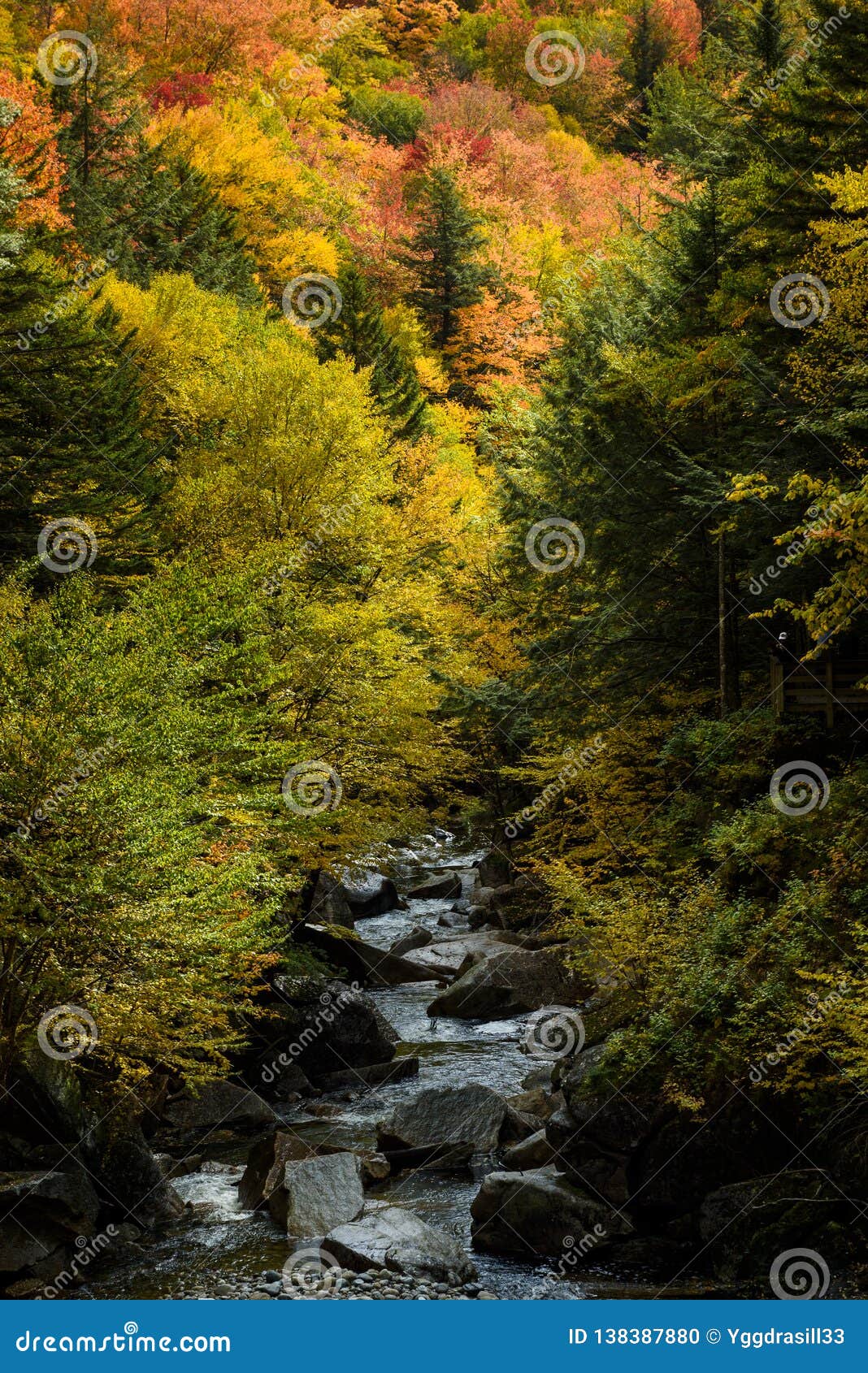 River path in trees stock photo. Image of autumn, hampshire - 138387880