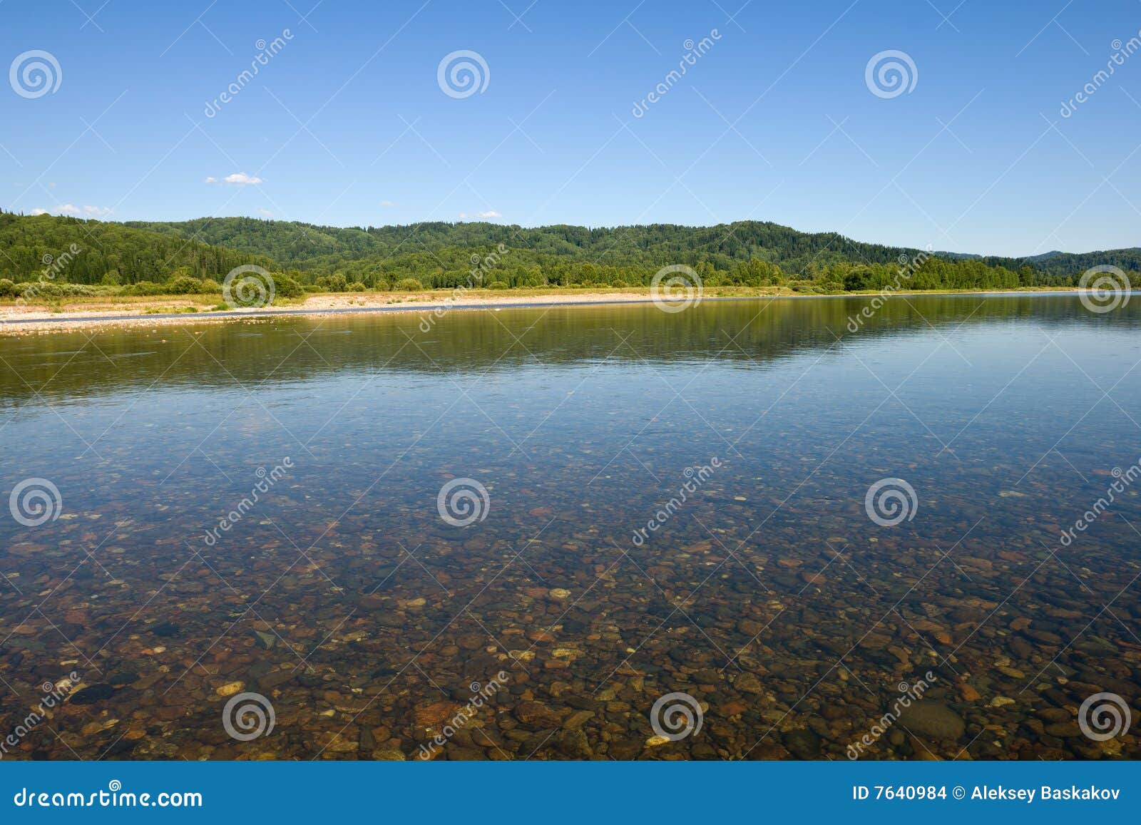 River with pebbles stock photo. Image of blue, bank, pine - 7640984
