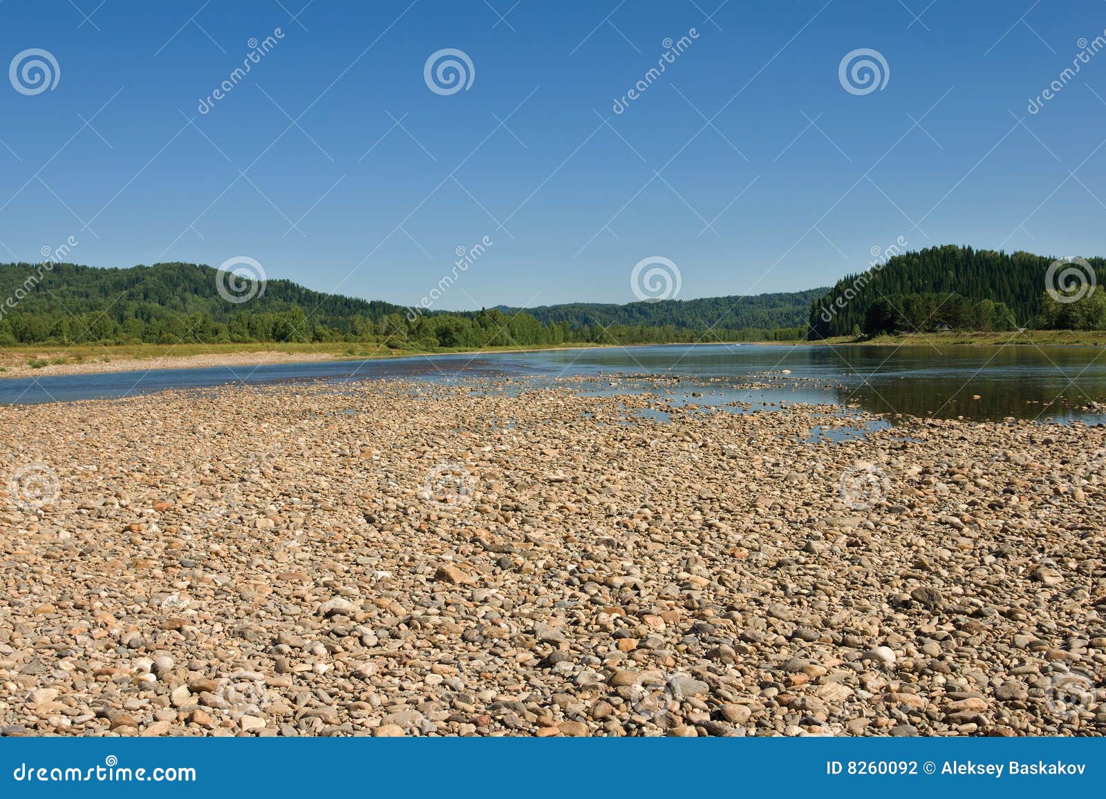 River with pebbles stock photo. Image of larch, forest - 8260092