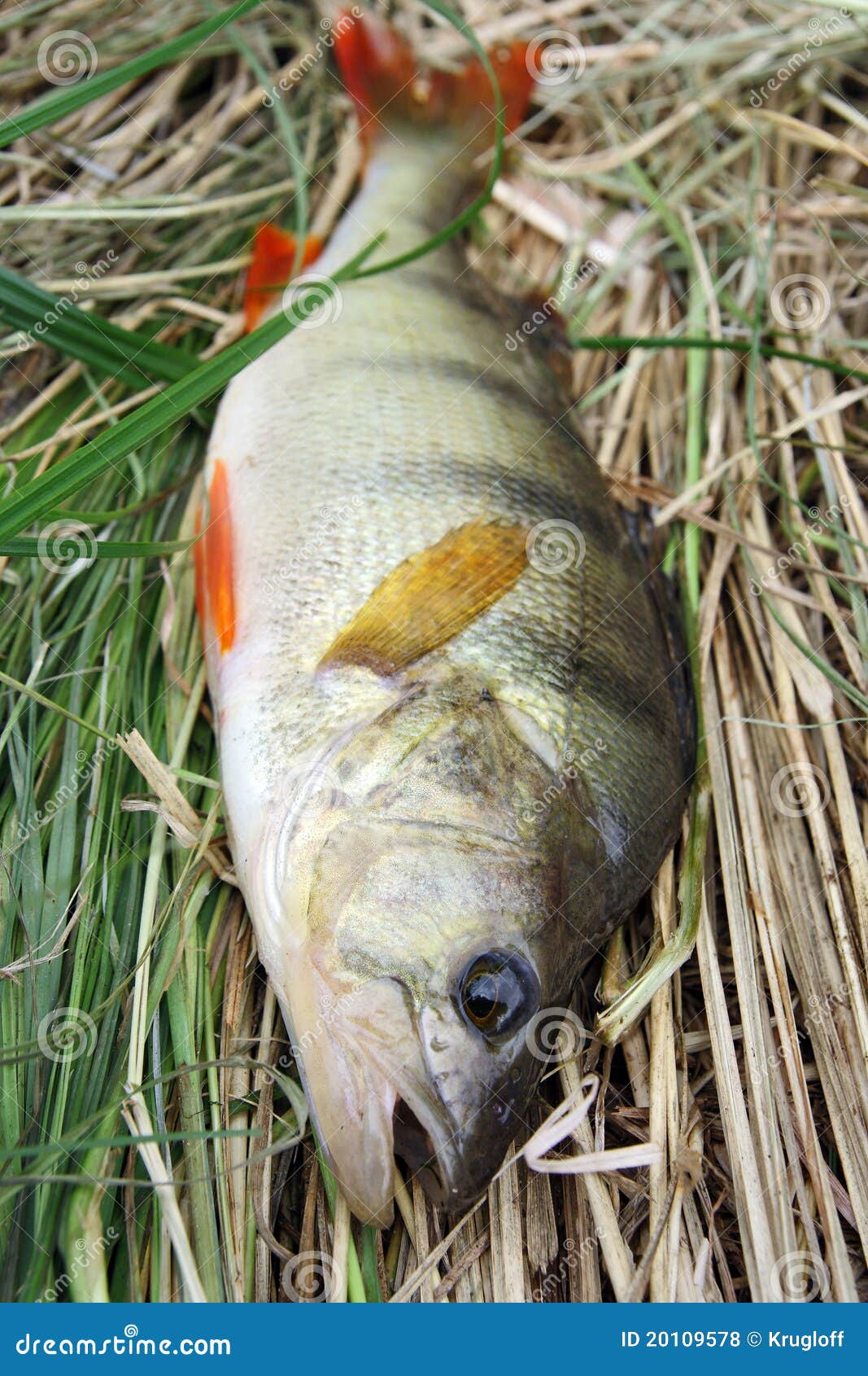 River perch stock photo. Image of freshwater, grass, river - 20109578
