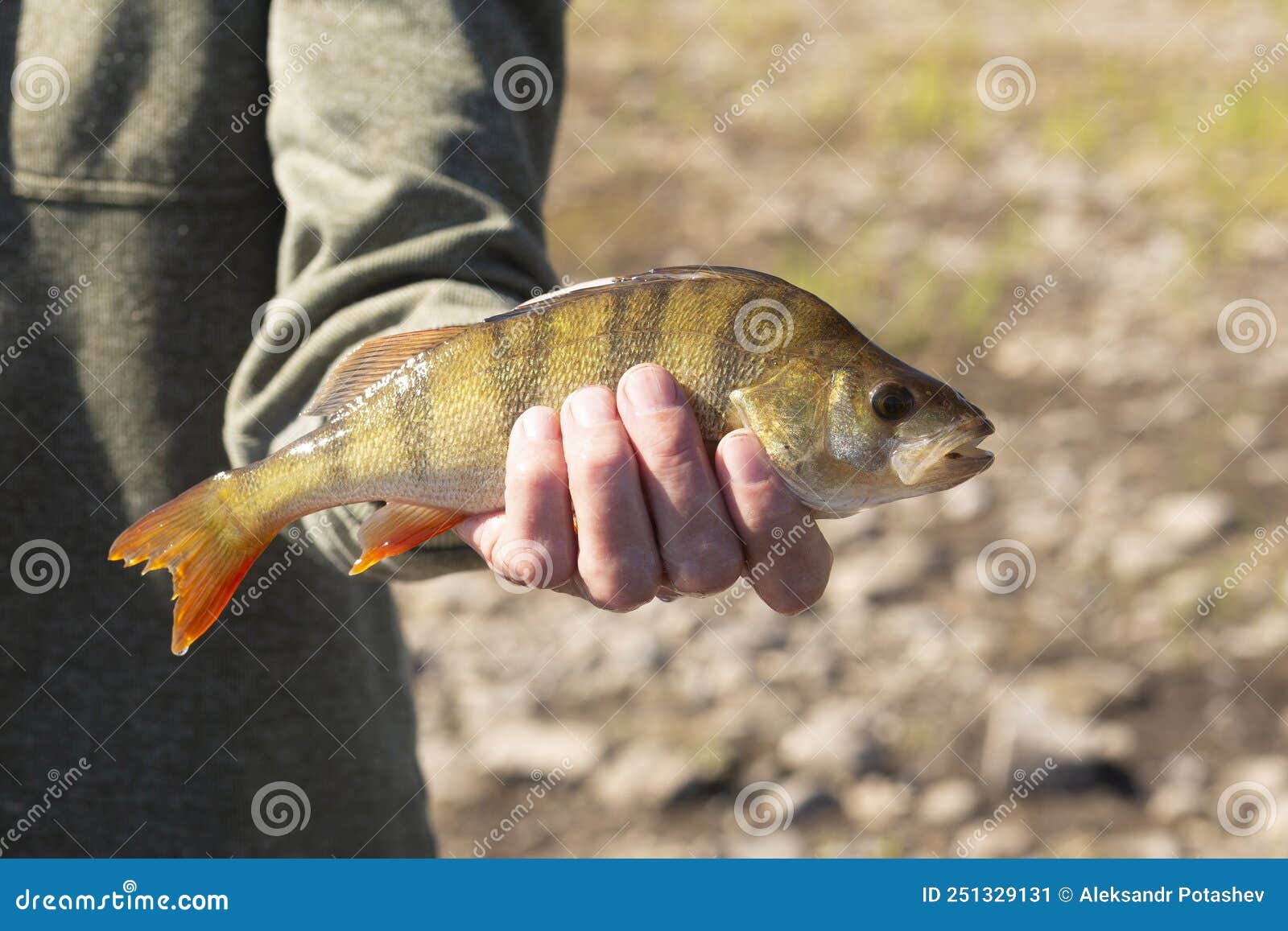 River Perch.a Fish Catch in a Man`s Hand Stock Image - Image of ...