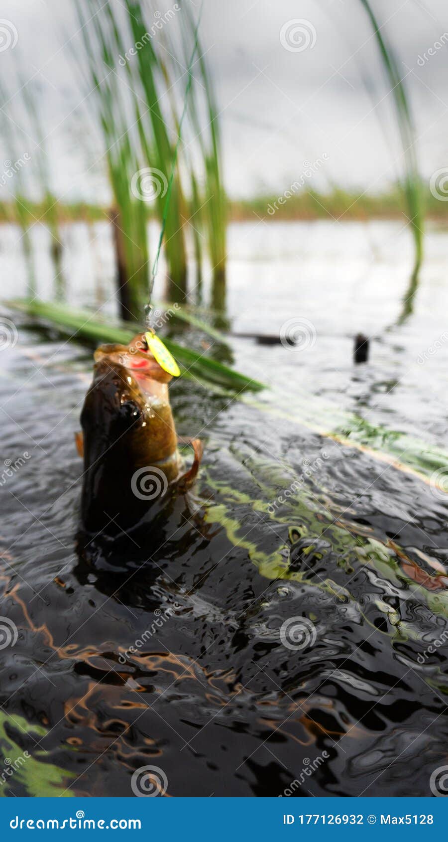 River Perch in Front of a River Basin Cattail Stock Photo - Image of ...