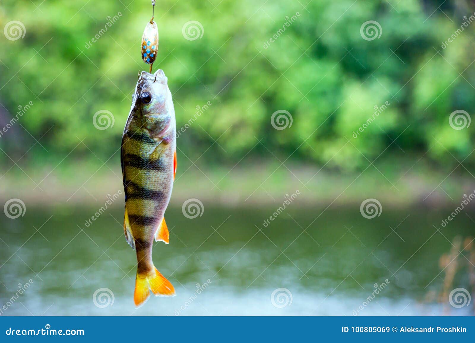 River perch on the hook stock image. Image of bait, concept - 100805069
