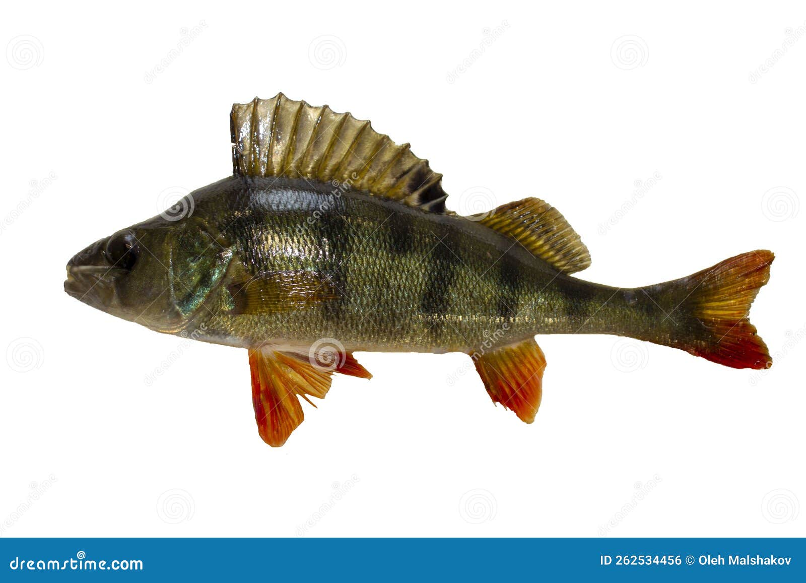 River Perch Isolated on White Stock Photo - Image of life, side: 262534456