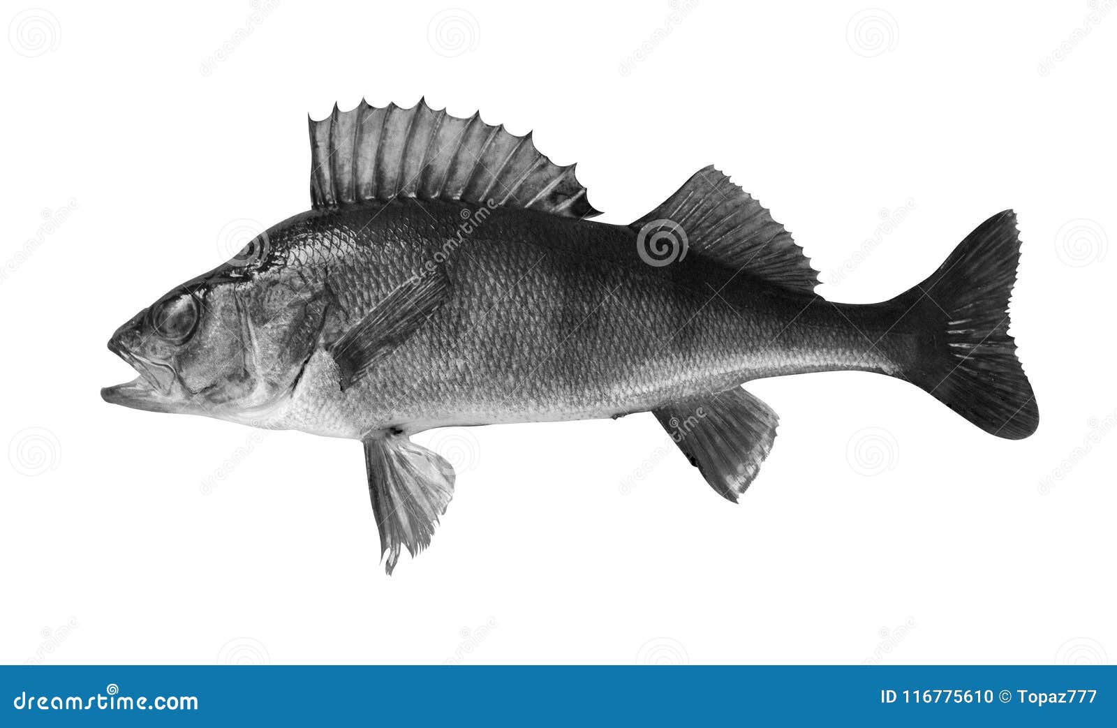 River Perch Isolated on White Background Stock Photo - Image of white ...