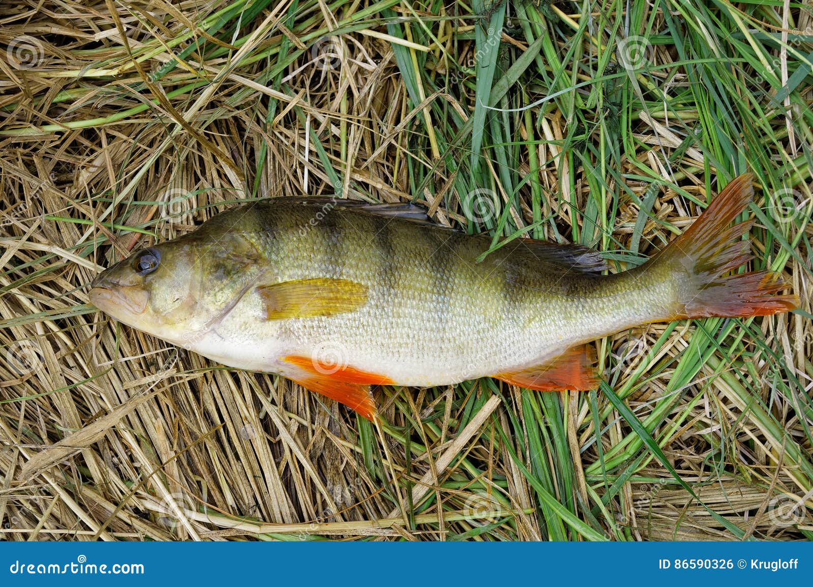 River perch stock photo. Image of perch, sedge, gills - 86590326