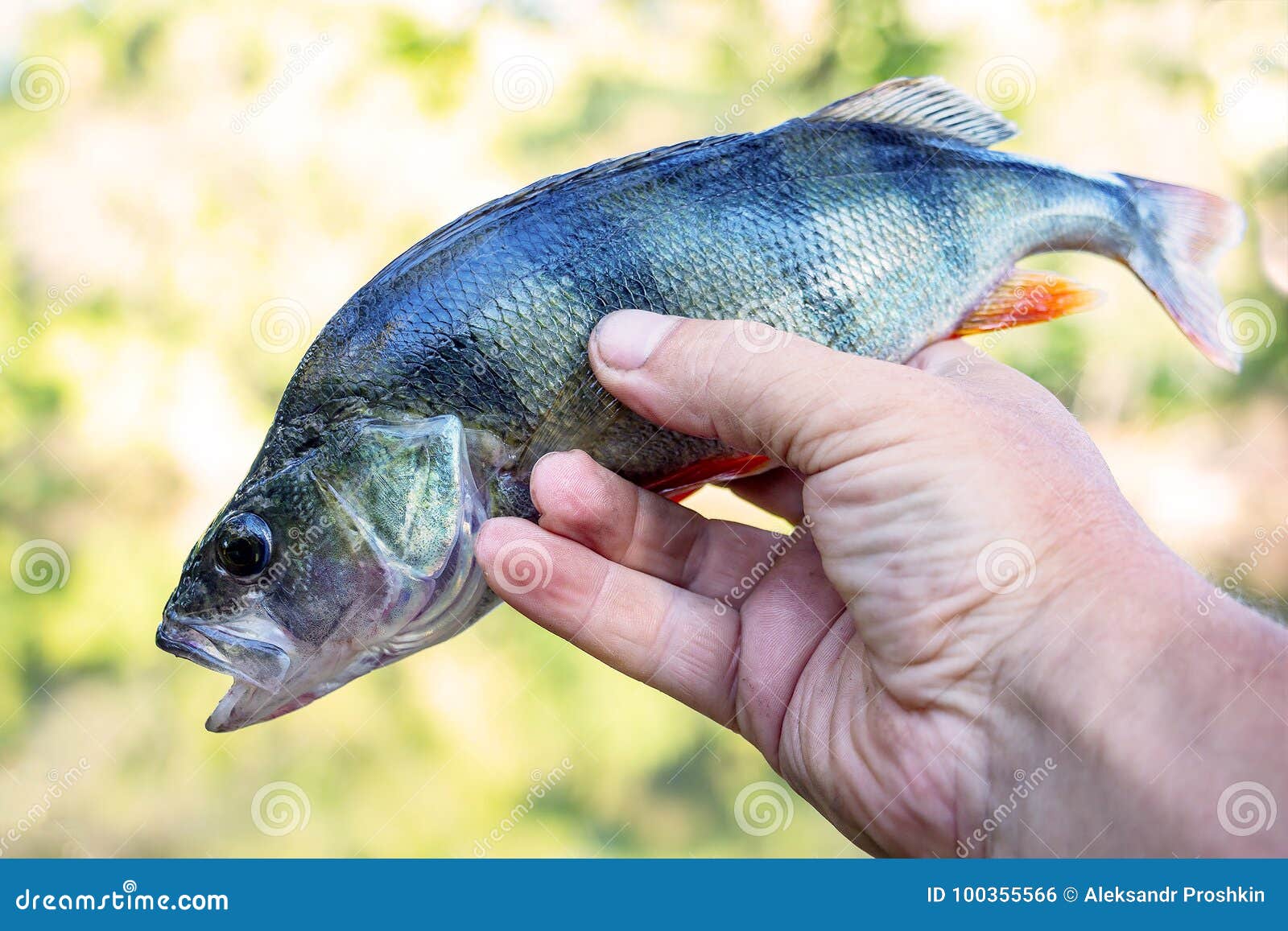 River Perch with an Open Mouth Stock Photo - Image of autumn, nature ...