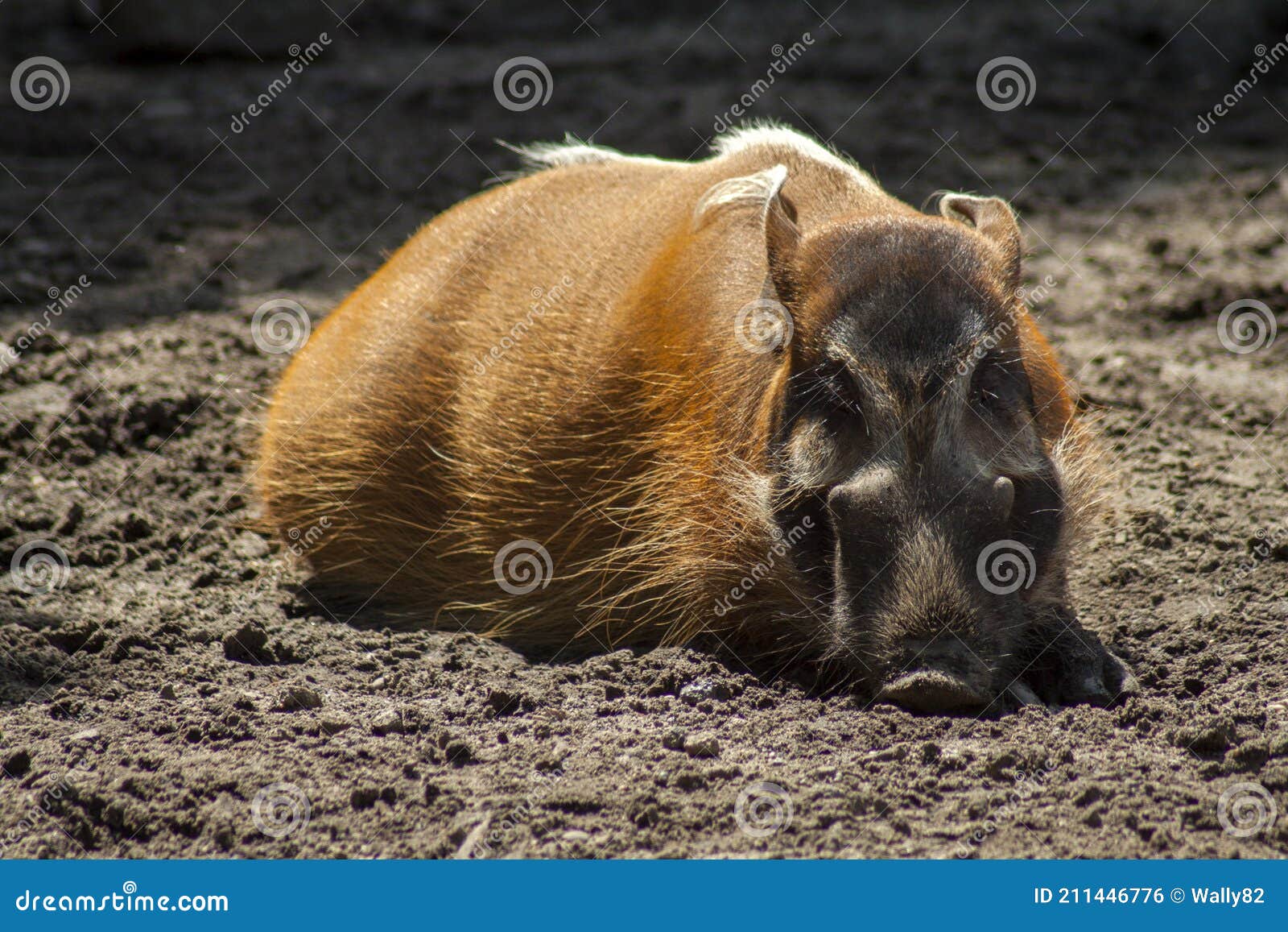 A River Pig Swimming in the Mud. Stock Photo - Image of river, wildlife ...