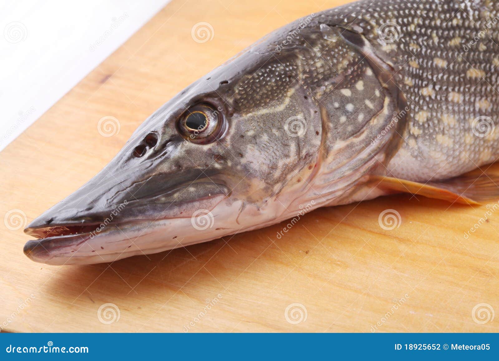 River pike stock photo. Image of pike, nature, eating - 18925652