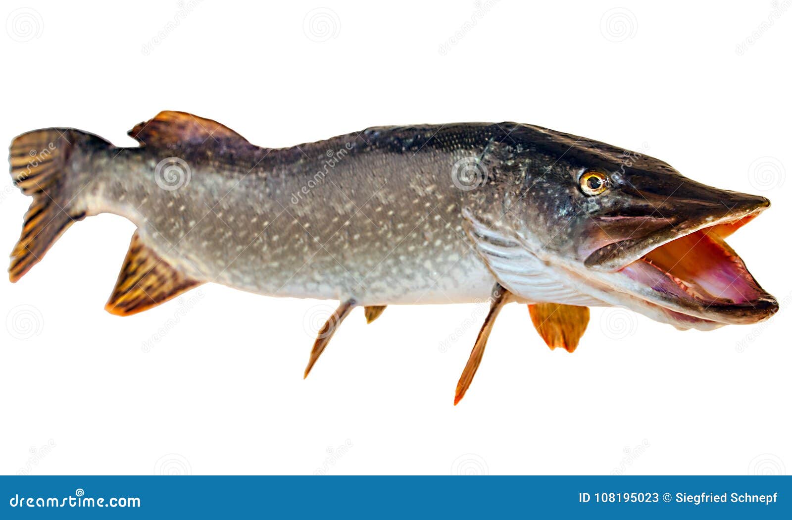 River Pike with Open Throat Stock Image - Image of lucius, lures: 108195023