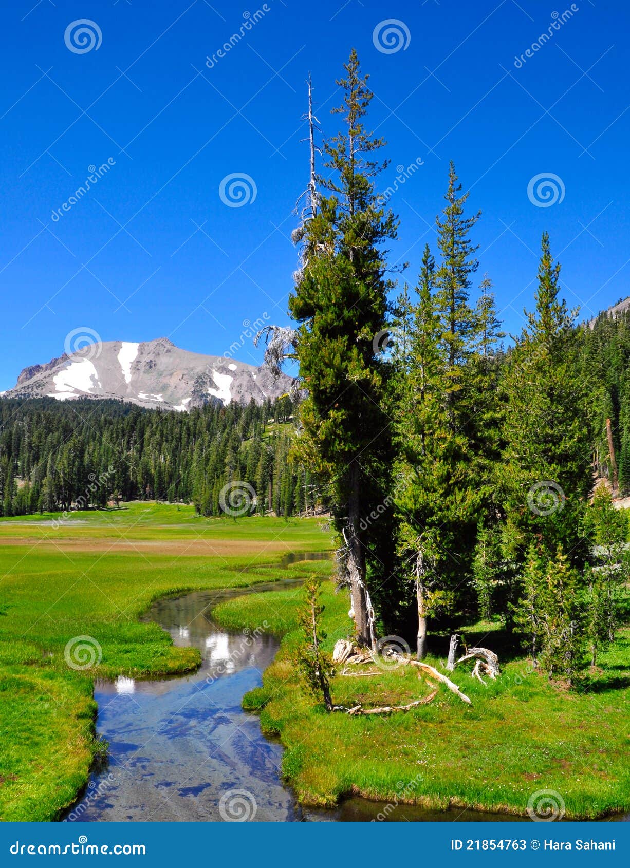 River among pine trees stock image. Image of horizon - 21854763