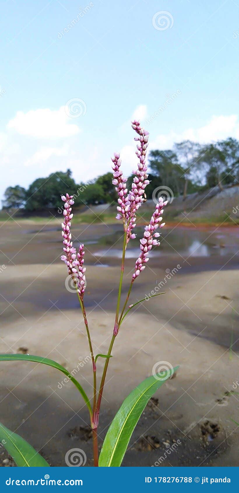 River Pink Flower Tree Green Lefe Hd Photo Stock Photo - Image of tree ...
