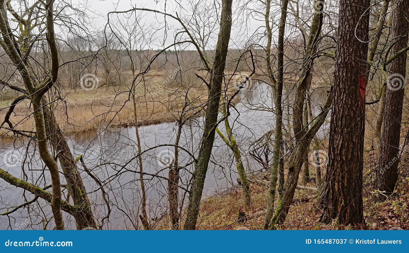 River through Pirita Forest, Tallinn Stock Image - Image of tallinn ...