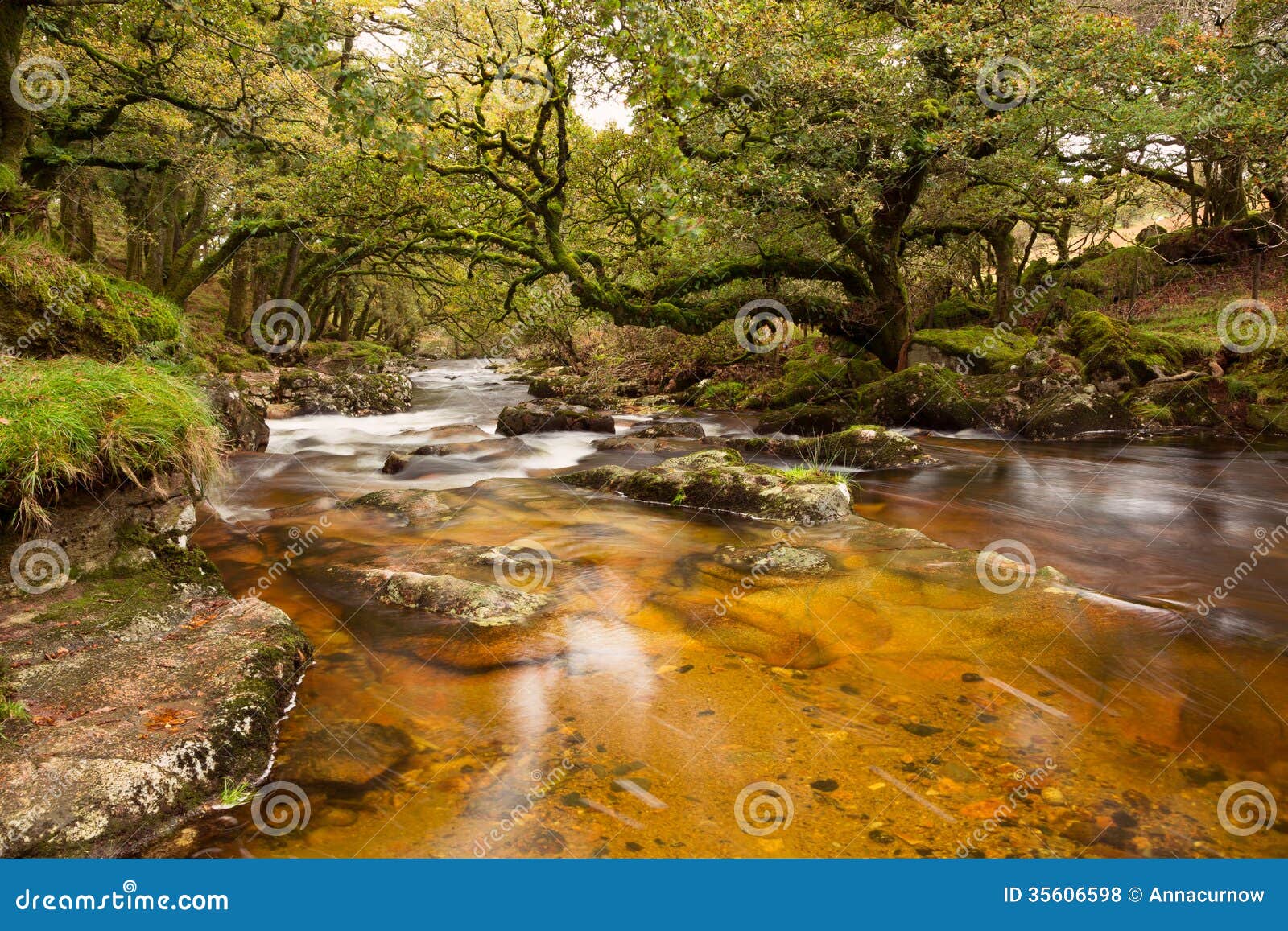 River Plym ,plymbridge Dartmoor National Park Devon UK Stock Photo ...