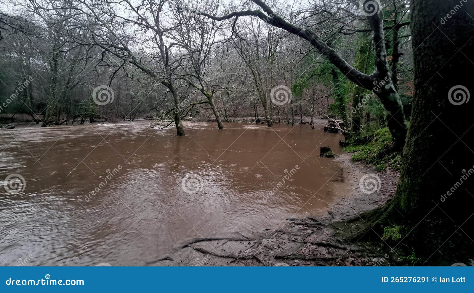 River Plym, Plym Valley, Plymouth Devon Uk Stock Image - Image of ...