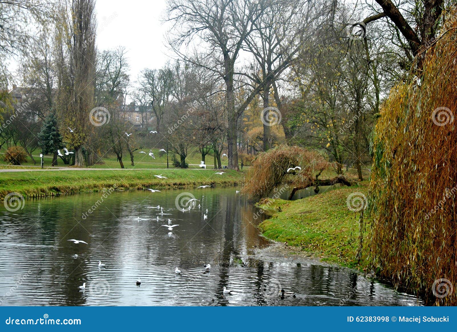 River in a polish park stock photo. Image of beautiful - 62383998
