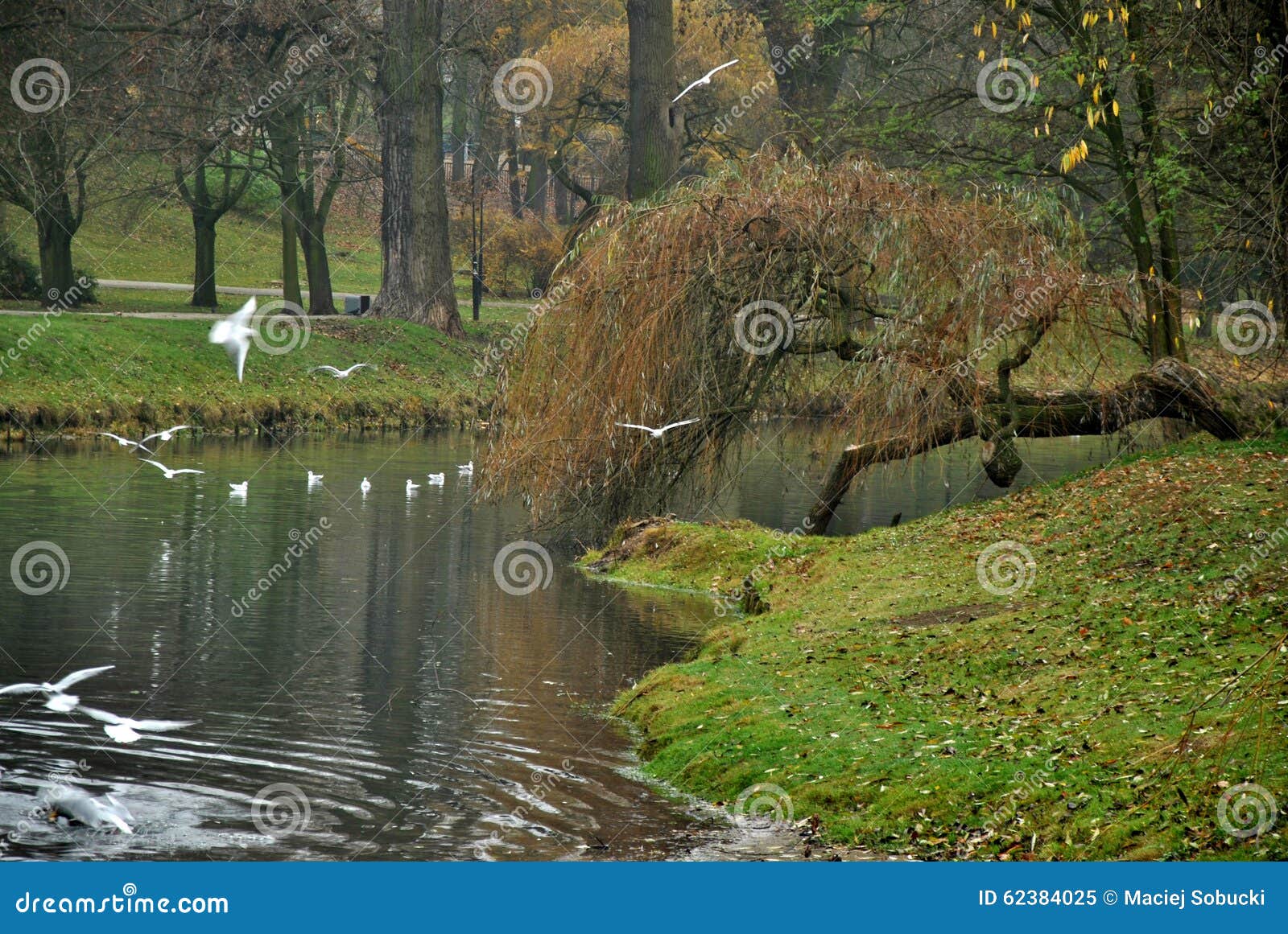 River in a polish park stock image. Image of park, poland - 62384025