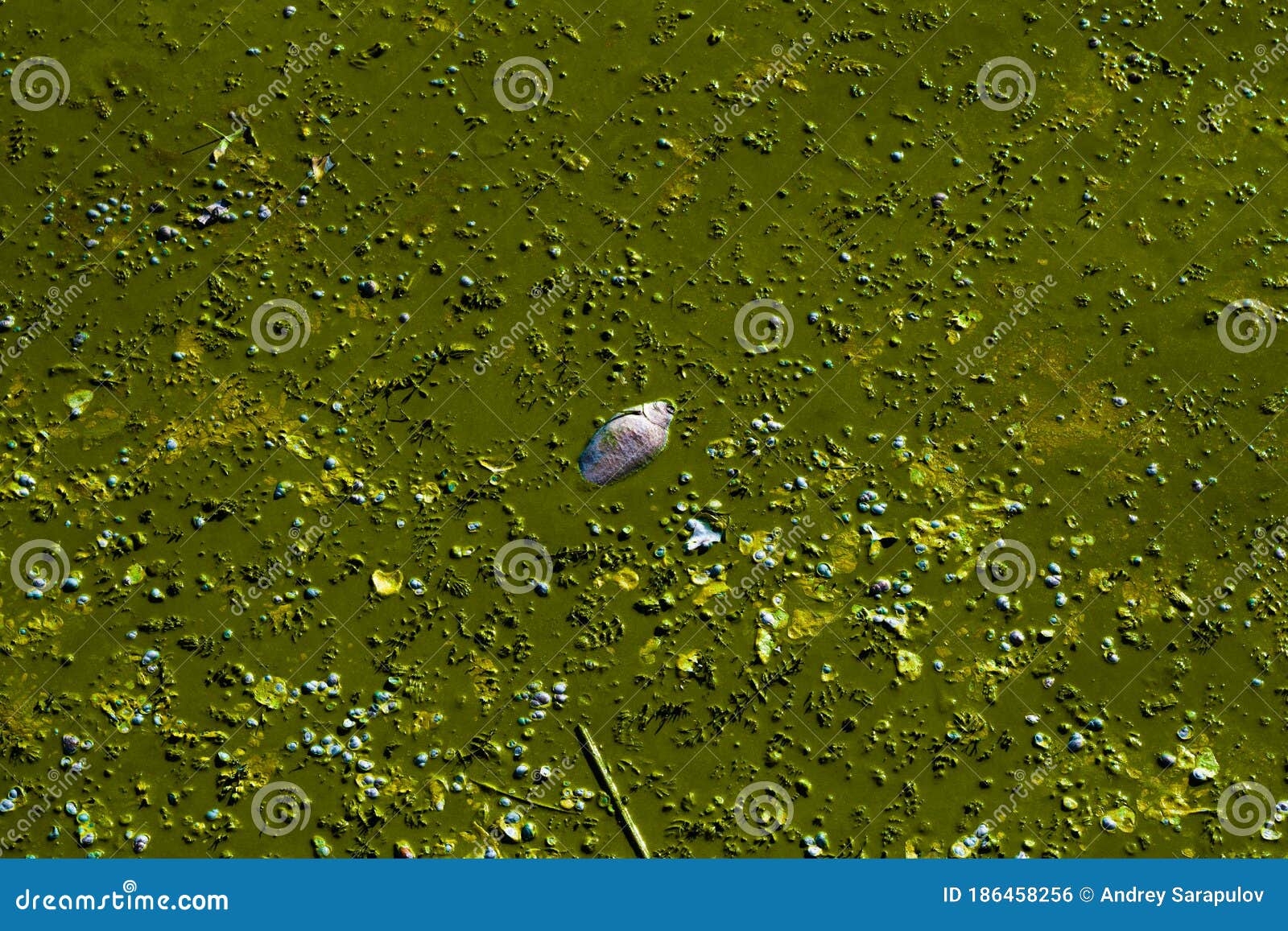 River Pollution Toxic Dead Fish Stock Photo - Image of sewage, bottle ...