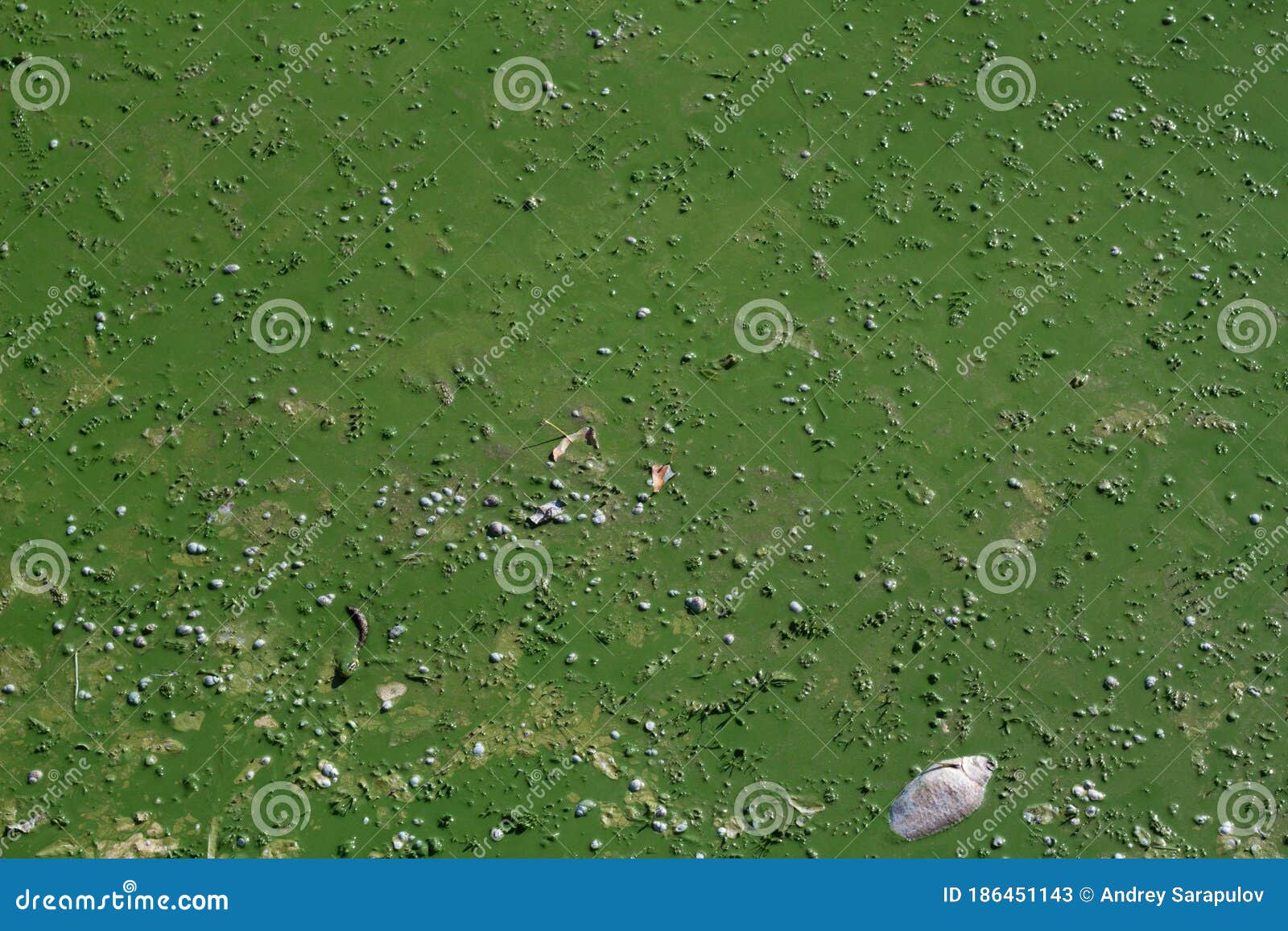 River Pollution Toxic Dead Fish One Stock Image - Image of river ...