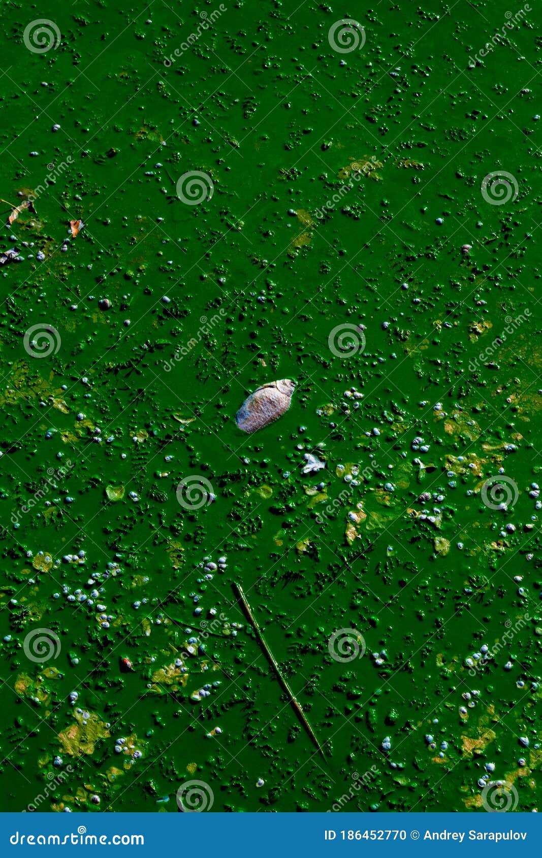 River Pollution Toxic Dead Fish Stock Photo - Image of river ...