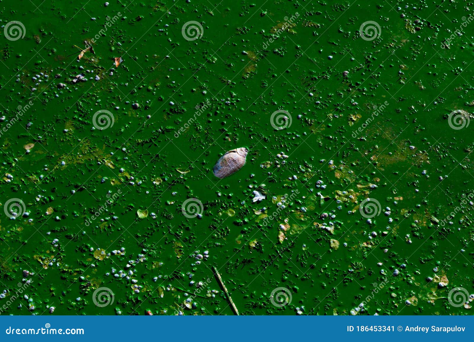 River Pollution Toxic Dead Fish One Stock Image - Image of dirty ...