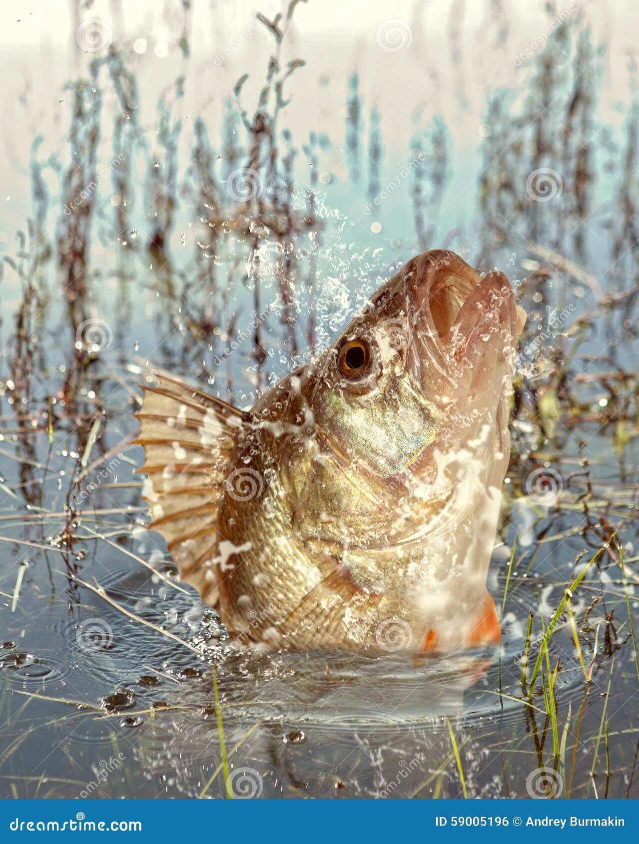 River predator stock photo. Image of lake, river, fluviatilis - 59005196