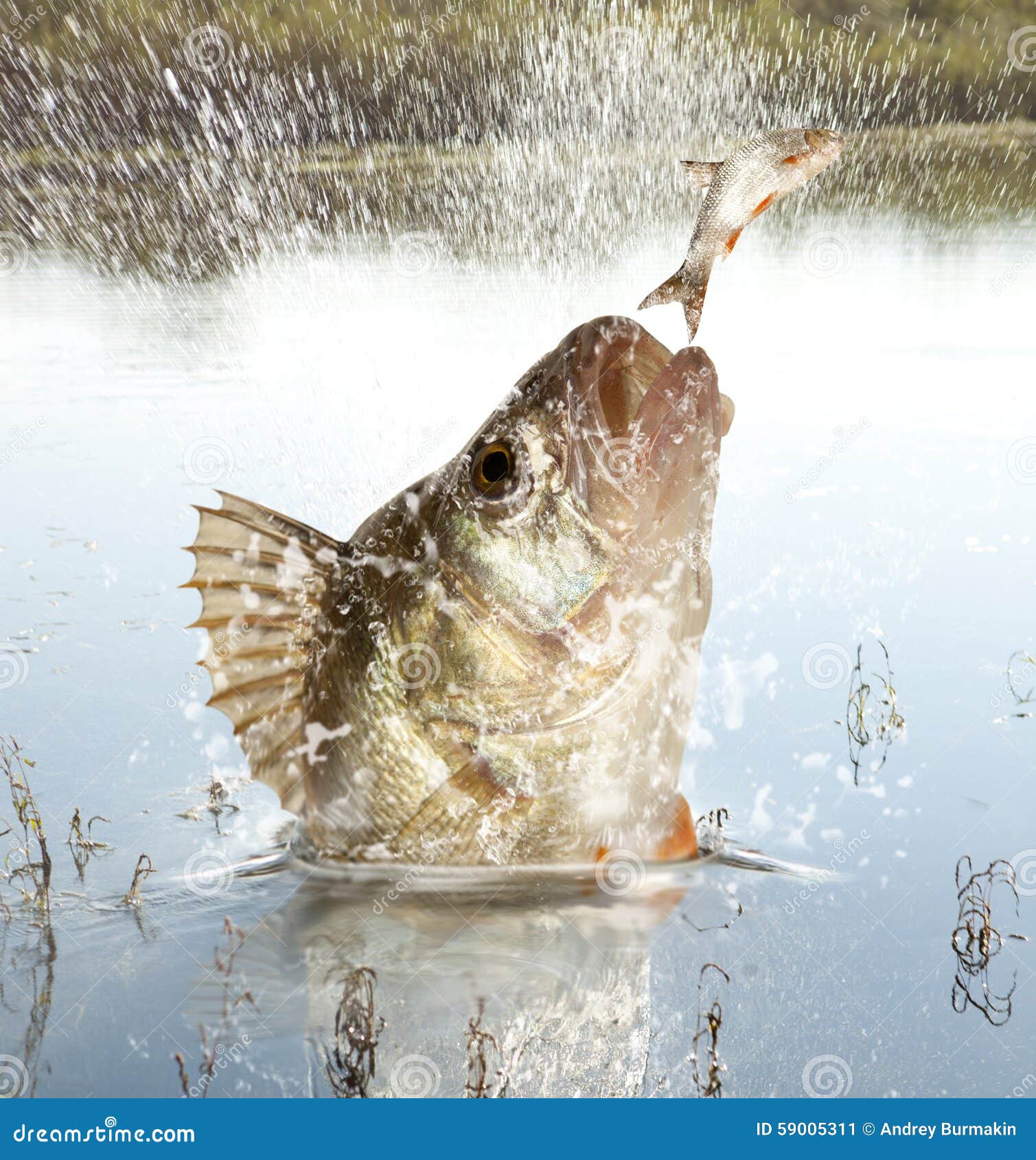 River predator stock image. Image of scale, nature, large - 59005311