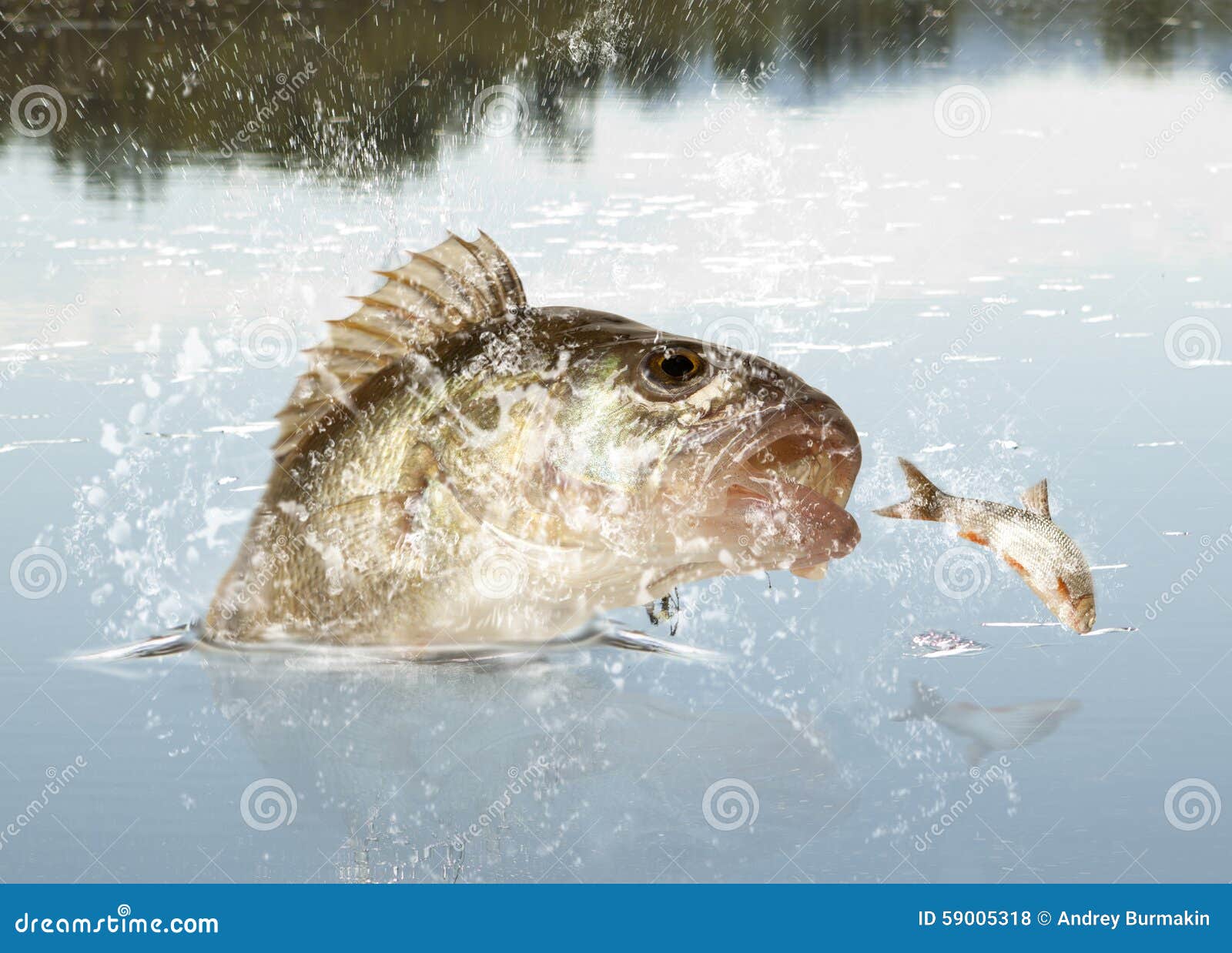 River predator stock photo. Image of jaws, perch, hunting - 59005318