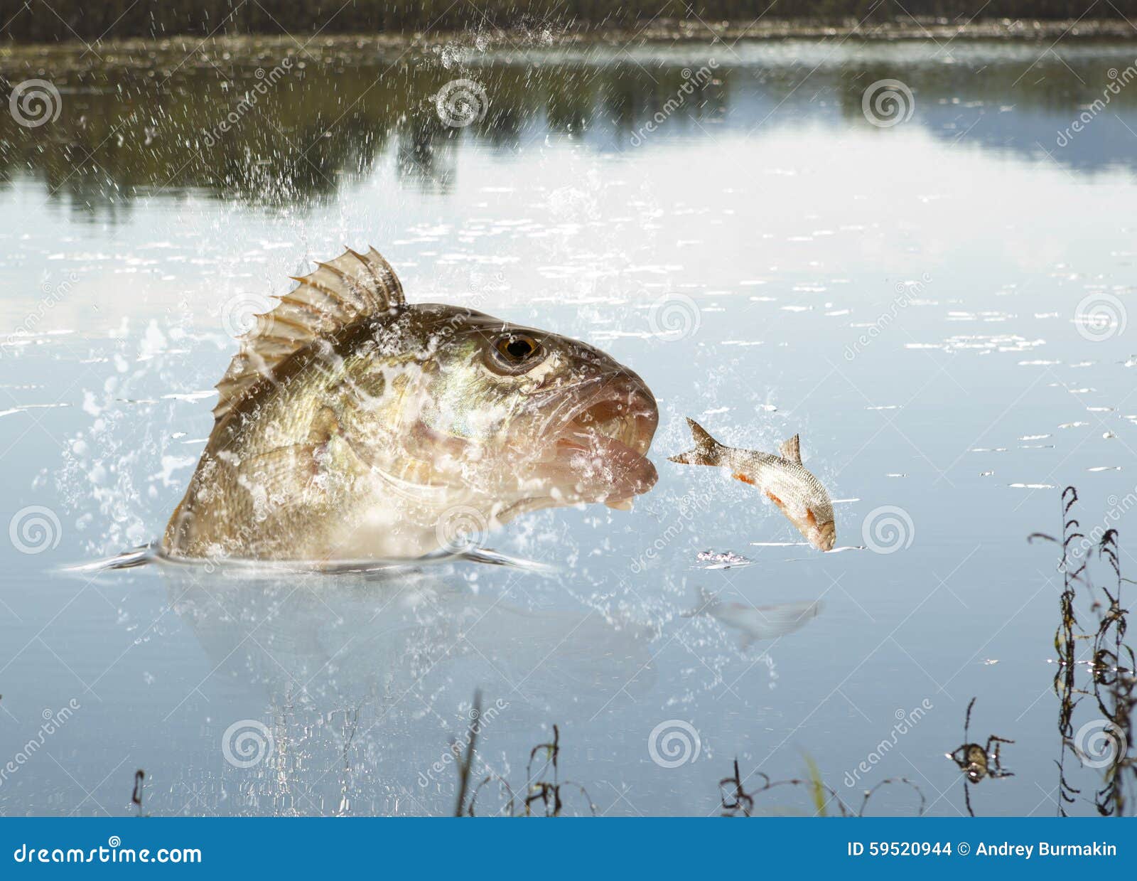 River predator stock photo. Image of large, river, mustache - 59520944