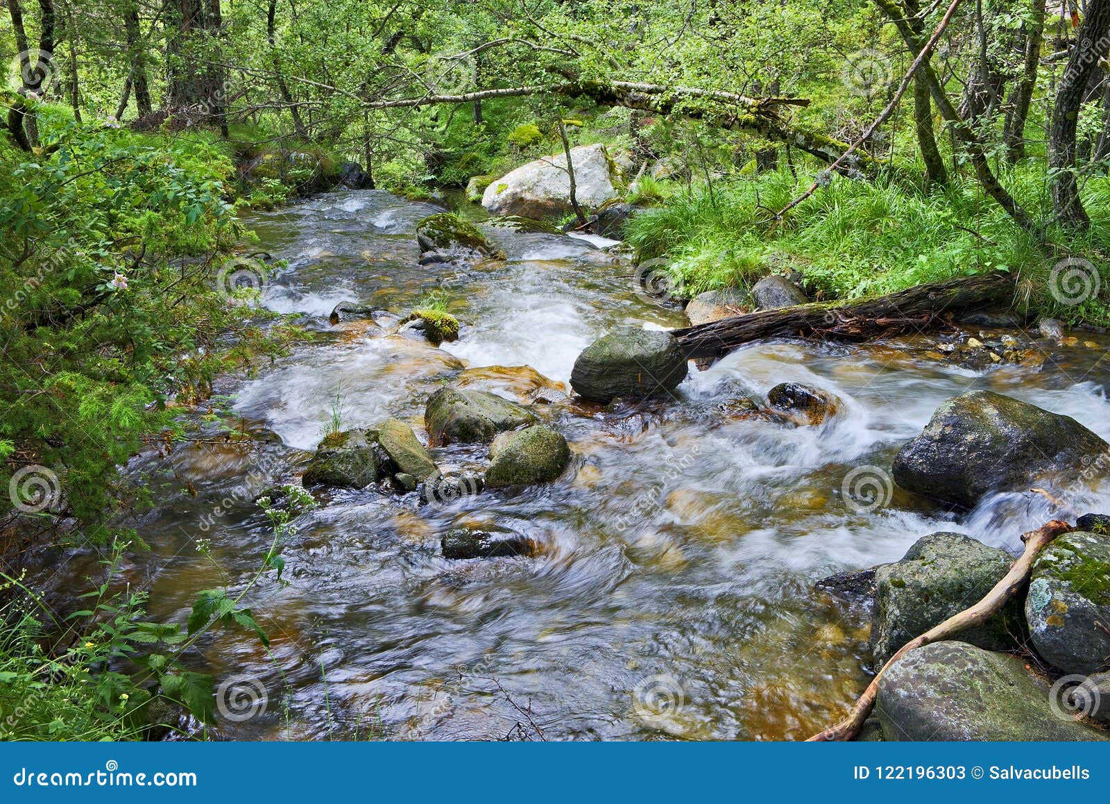 River in the Pyrenees Forest Stock Image - Image of rock, travel: 122196303