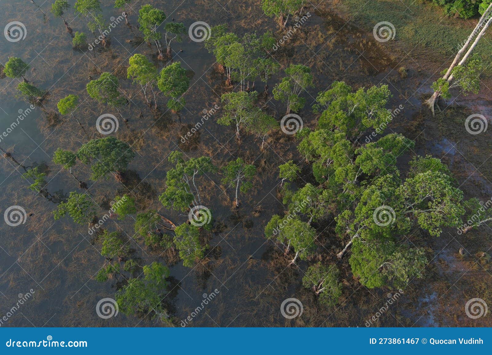 River and Rain Forest at Amazonas, Brazil Stock Image - Image of ...