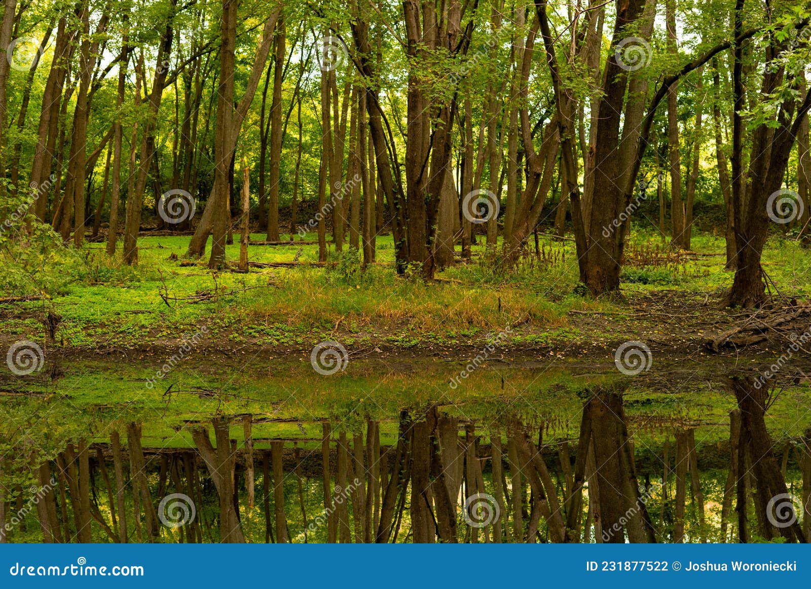River in Rain Forest Beautiful Reflection Nature Concept Stock Photo ...