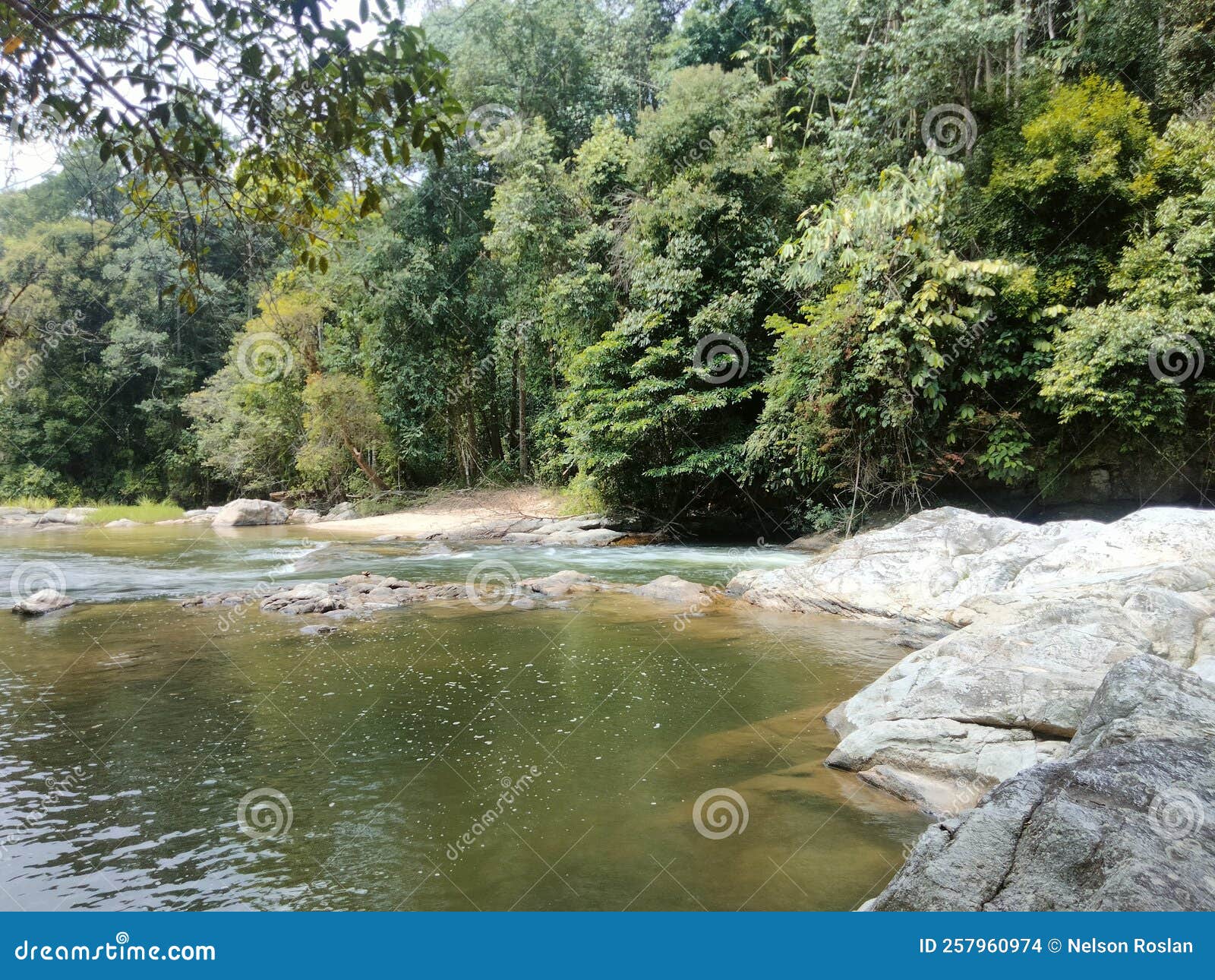 River at rainforest stock photo. Image of stream, autumn - 257960974
